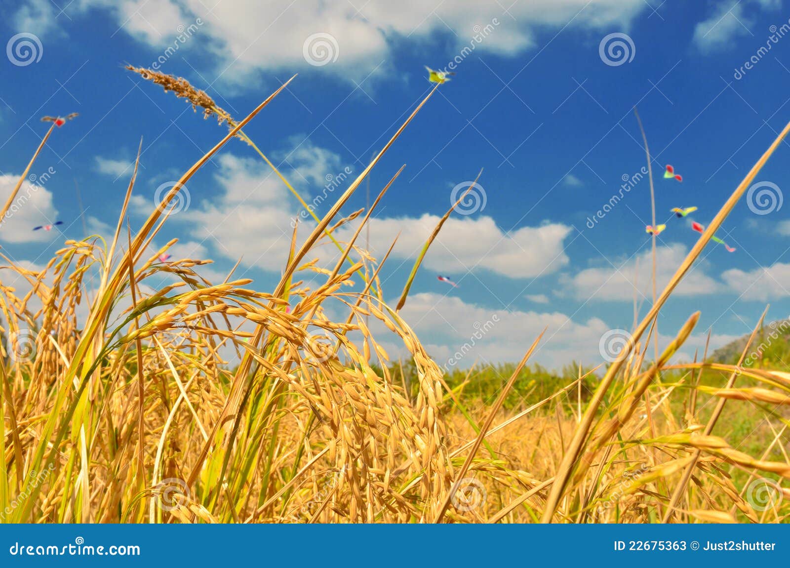 Rice field in blue sky stock image. Image of crop, field - 22675363