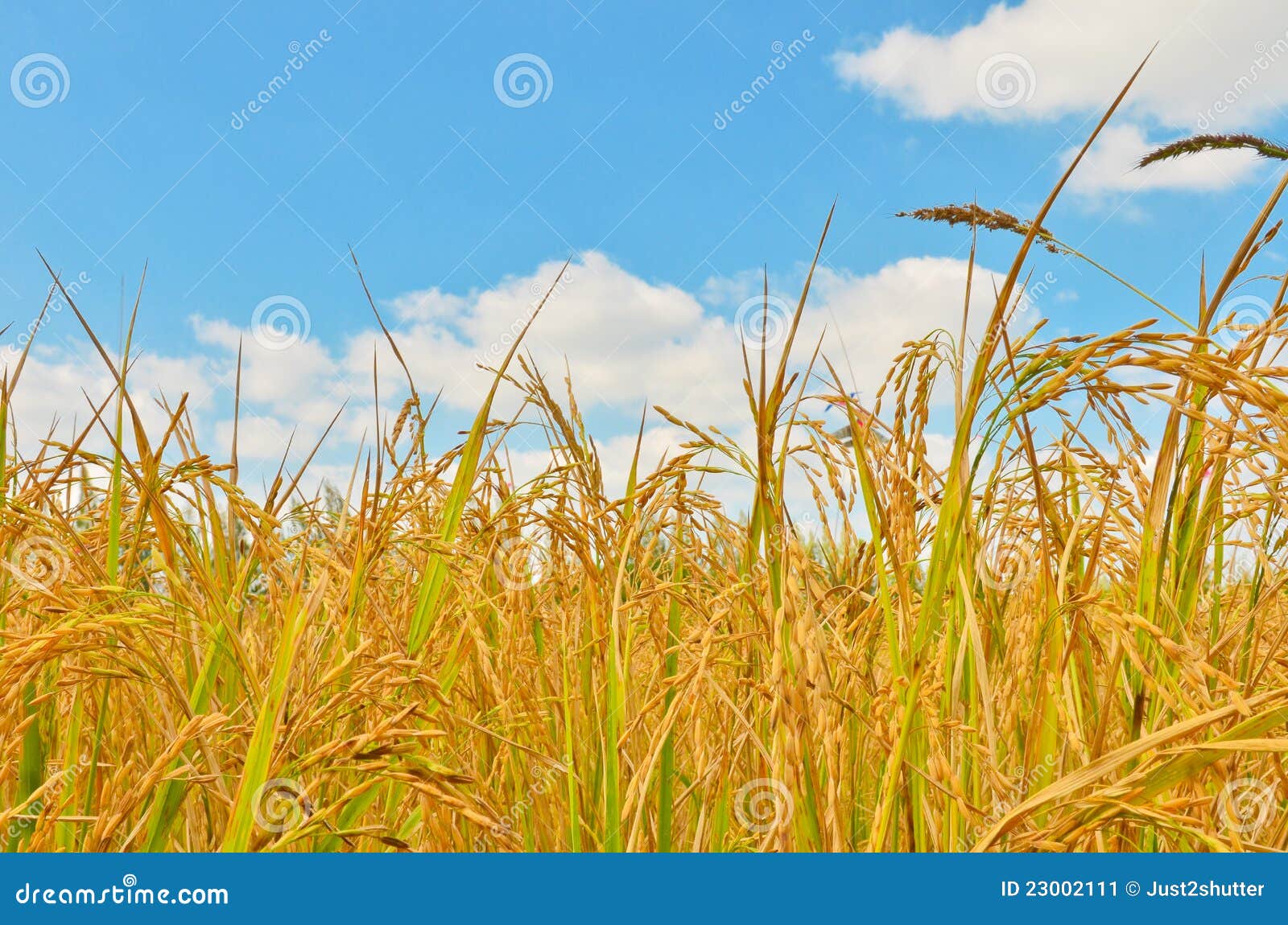 Rice field in blue sky stock image. Image of harvest - 23002111