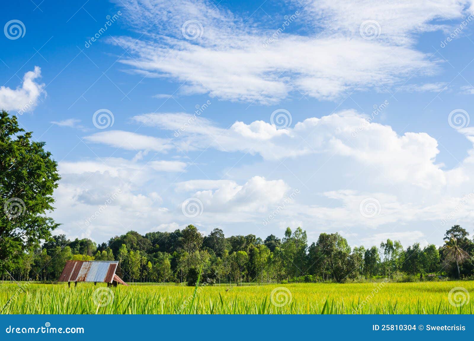 Rice field and blue sky stock photo. Image of grain, asia - 25810304