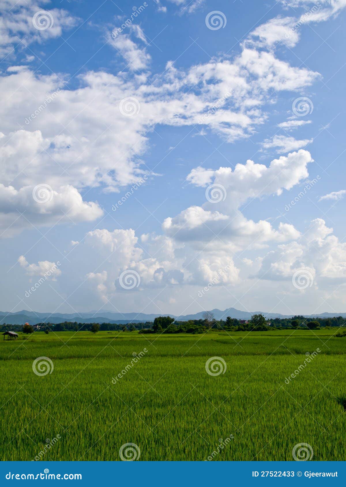 Rice field with blue sky stock image. Image of grow, fresh - 27522433