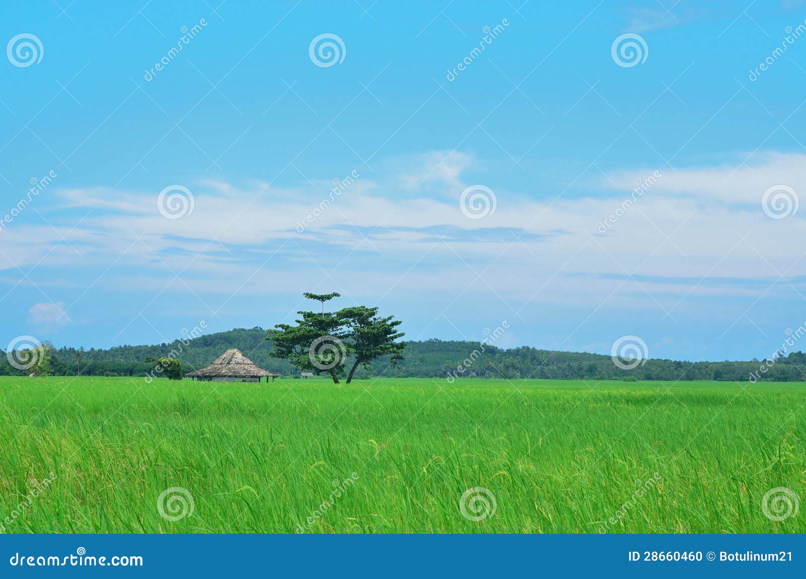 Rice field , blue sky stock photo. Image of asia, side - 28660460