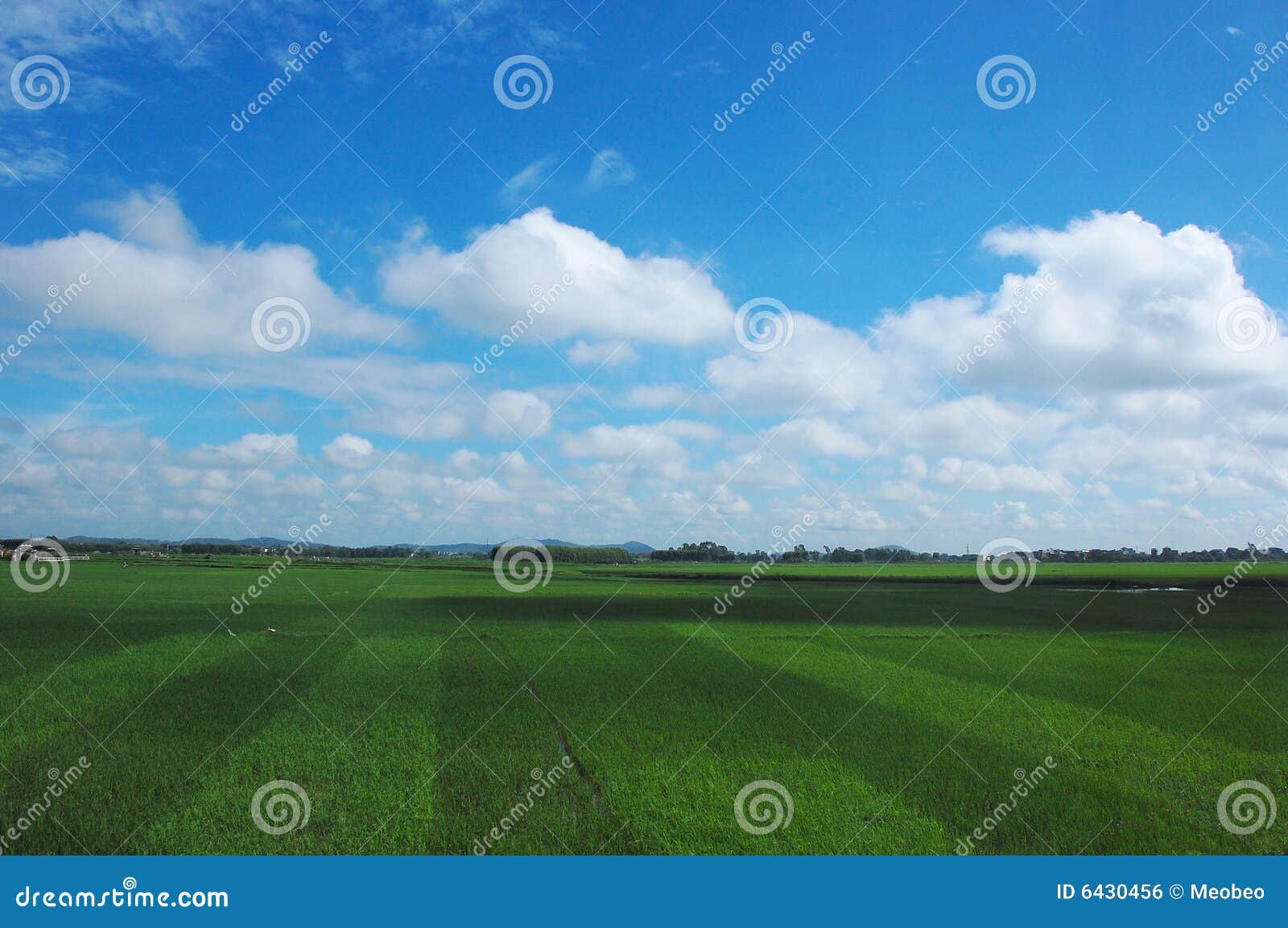 Rice Field and the Blue Sky Stock Photo - Image of long, cloud: 6430456