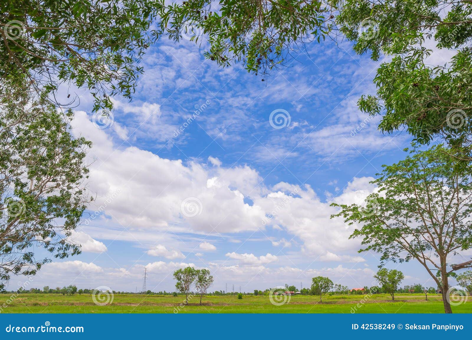 Rice field and blue sky stock image. Image of landscape - 42538249
