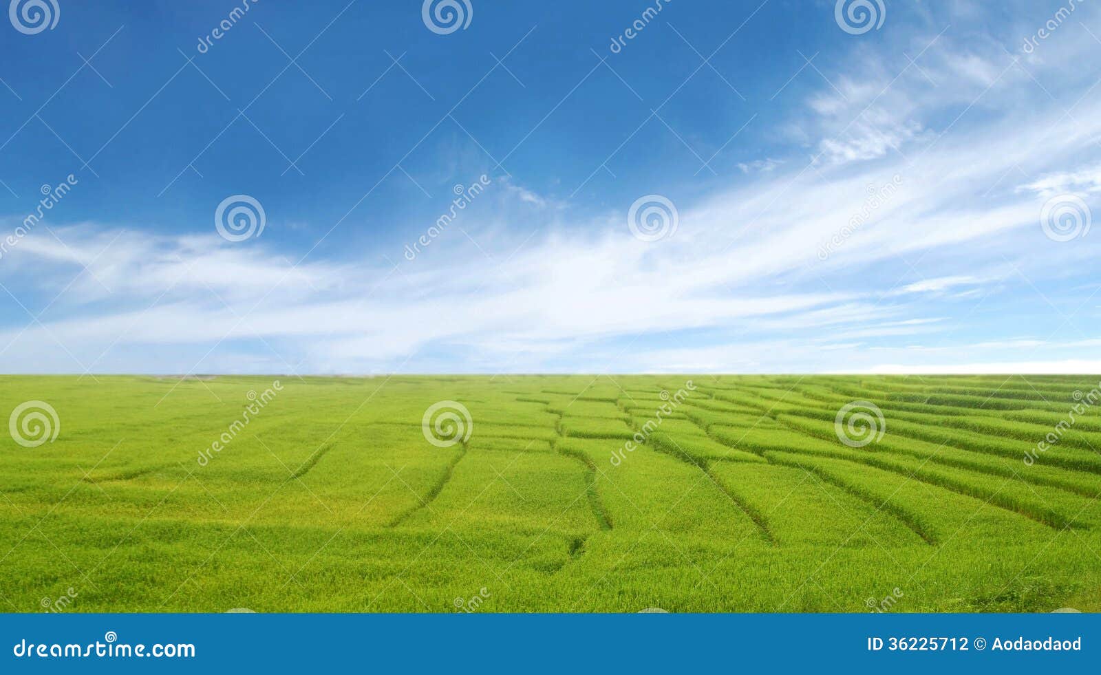 Rice field and blue sky stock photo. Image of america - 36225712