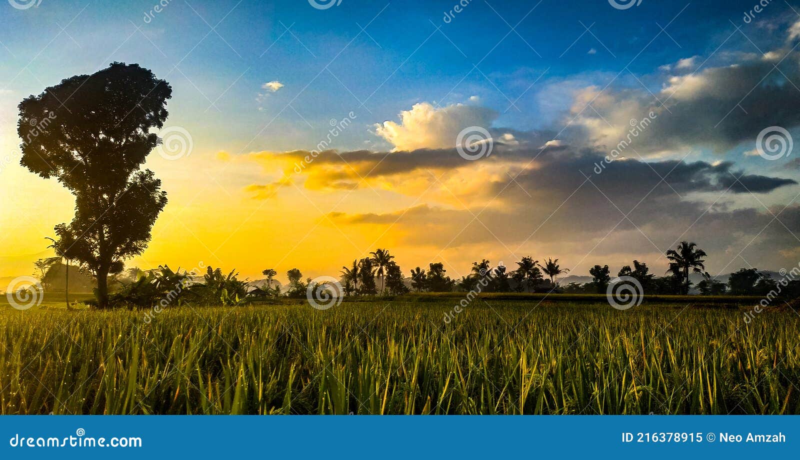 Rice Field and Blue Sky with Clouds Stock Image - Image of dawn ...
