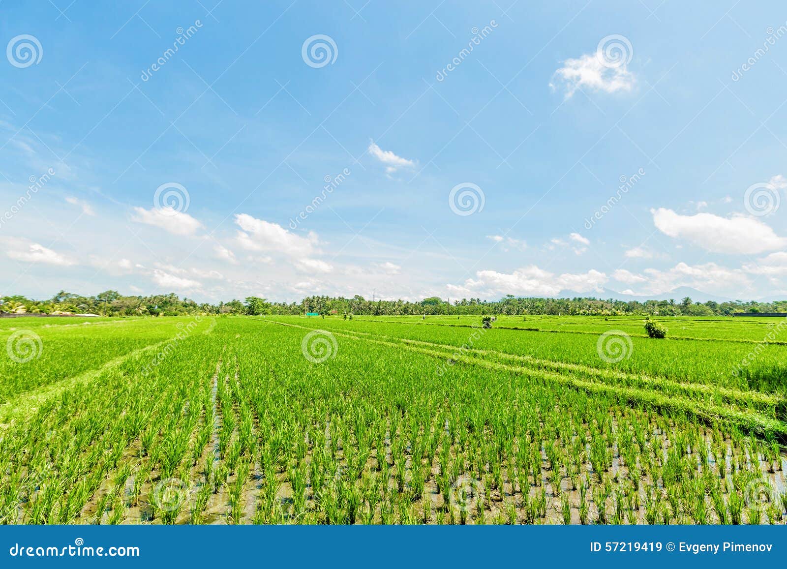 Rice Field with Blue Sky and Clouds Stock Image - Image of meadow, asia ...