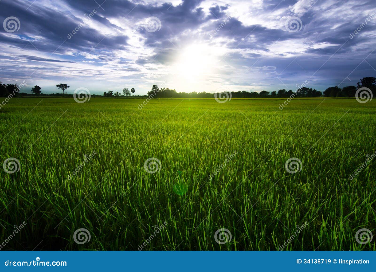 Rice Field with Blue Sky and Clouds Stock Image - Image of meadow ...