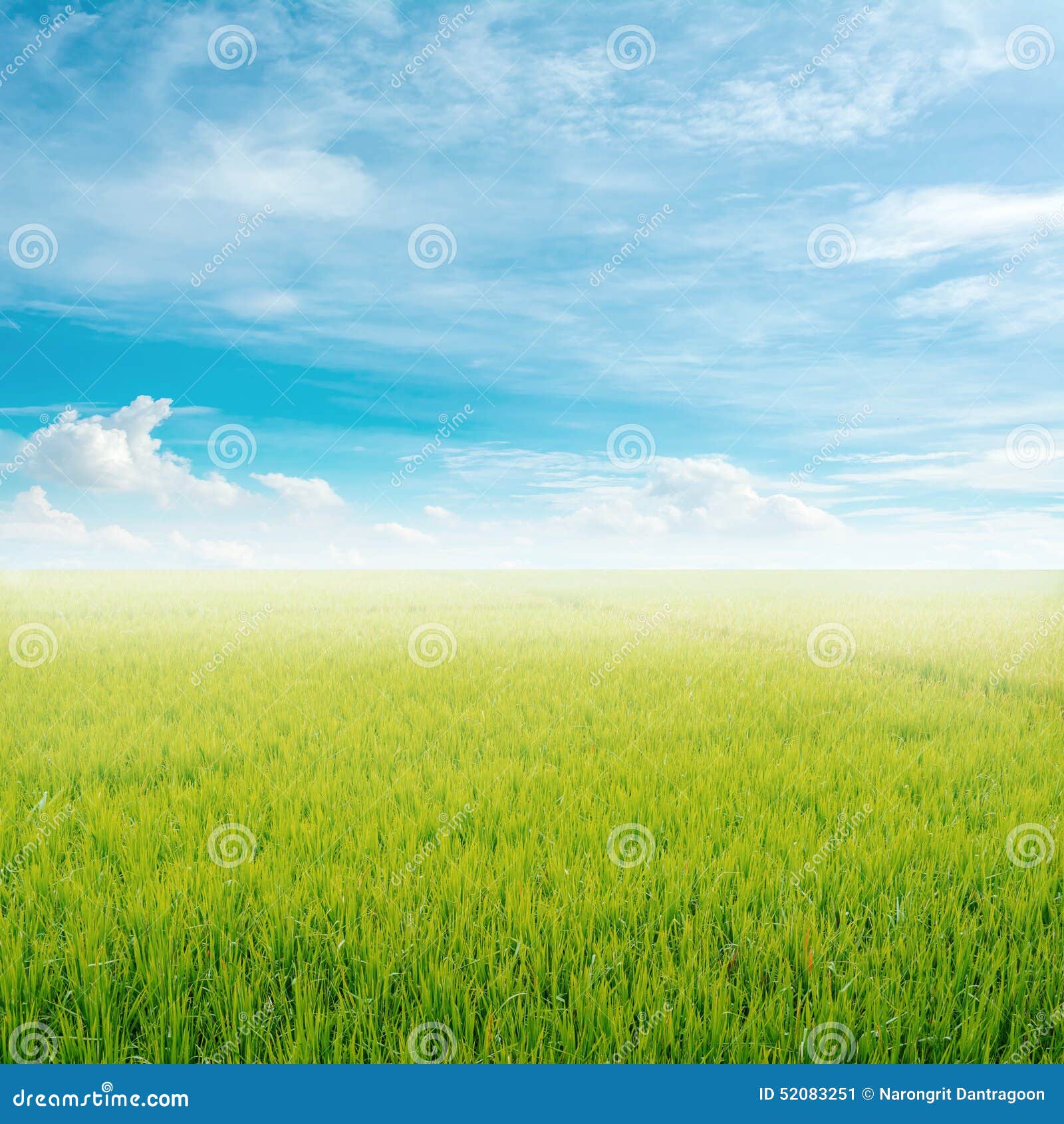 Rice field and blue sky stock image. Image of agriculture - 52083251