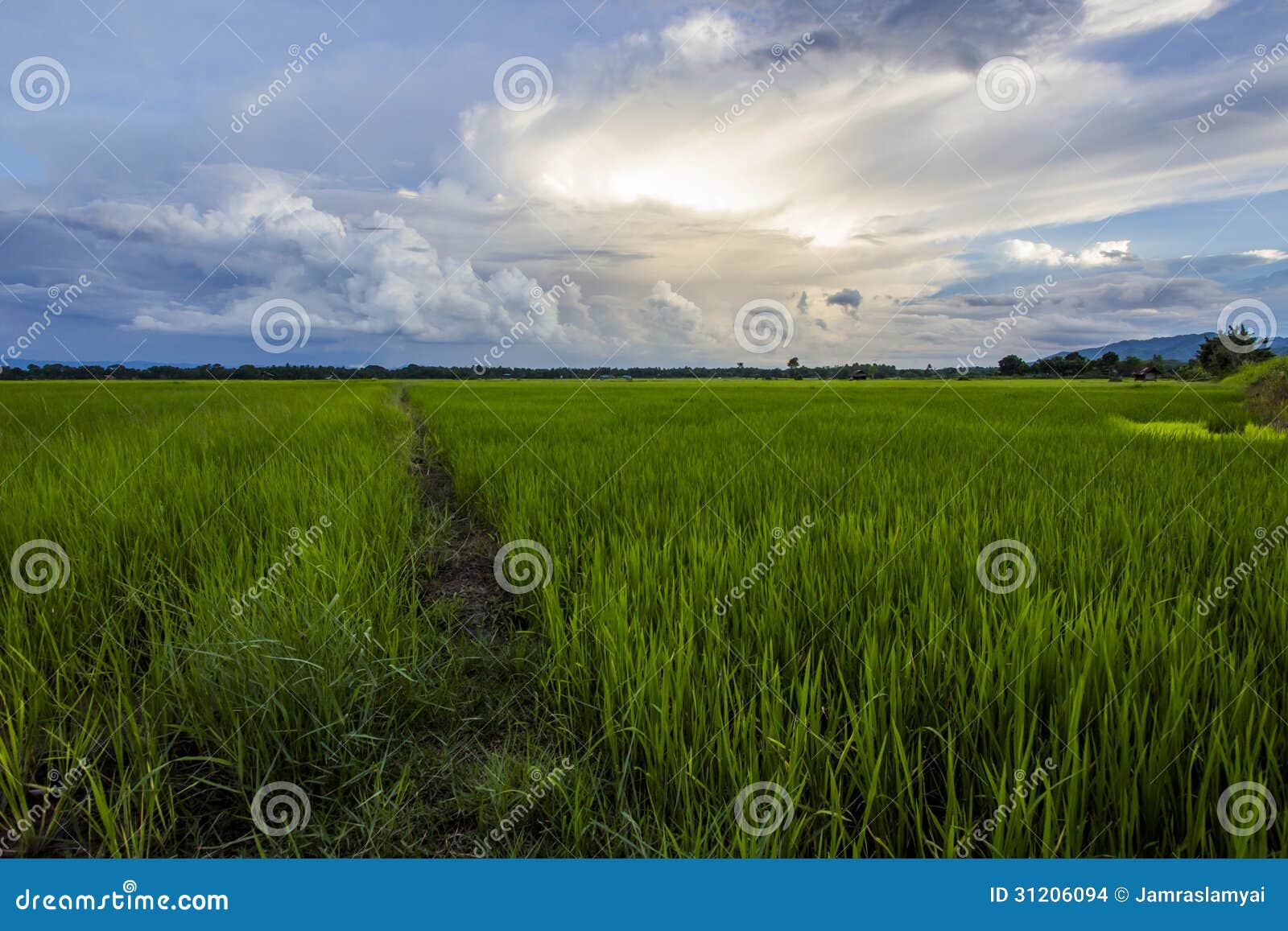 RICE Field, blue sky. stock photo. Image of mountain - 31206094