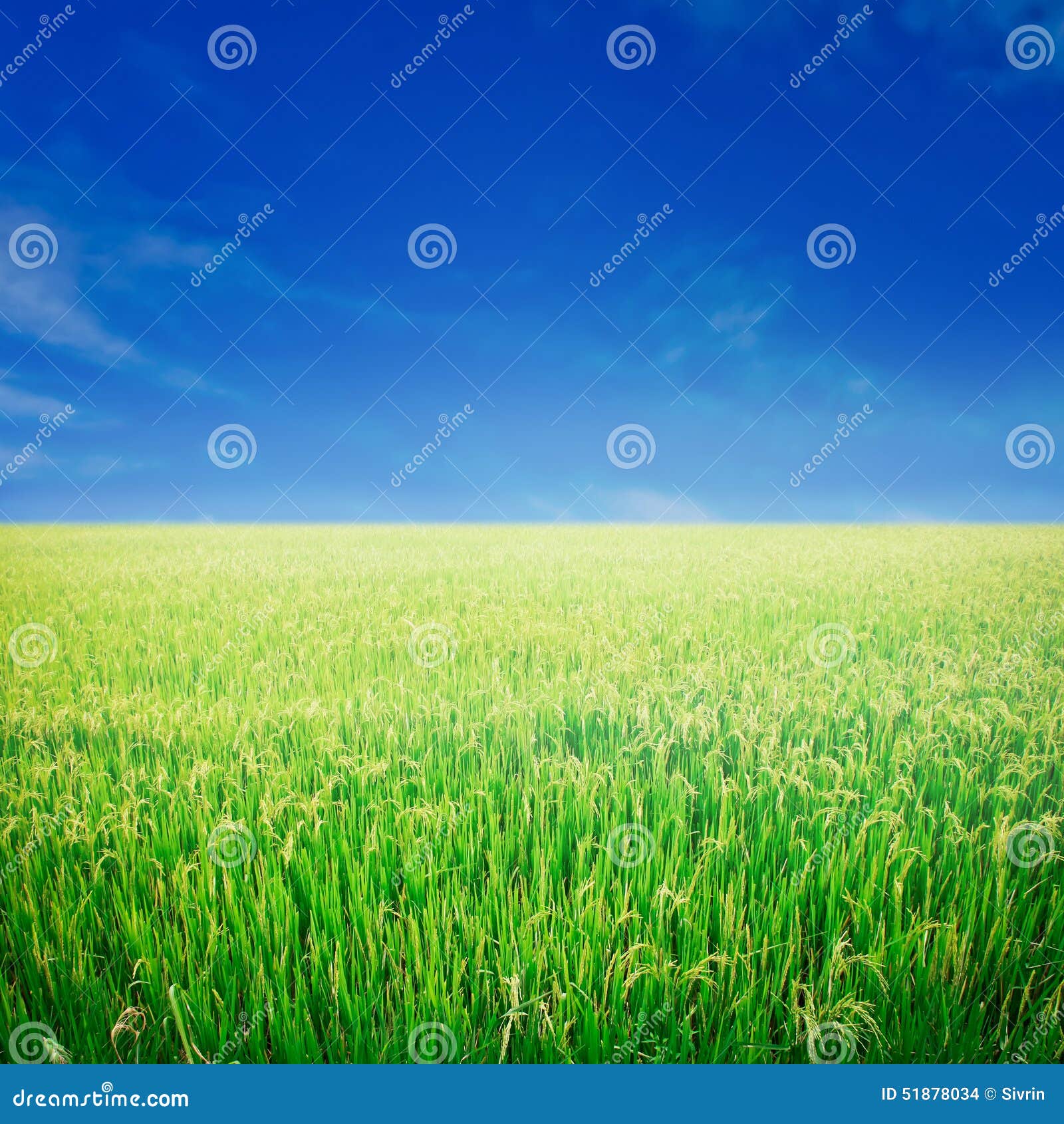 Rice field and blue sky. stock photo. Image of green - 51878034