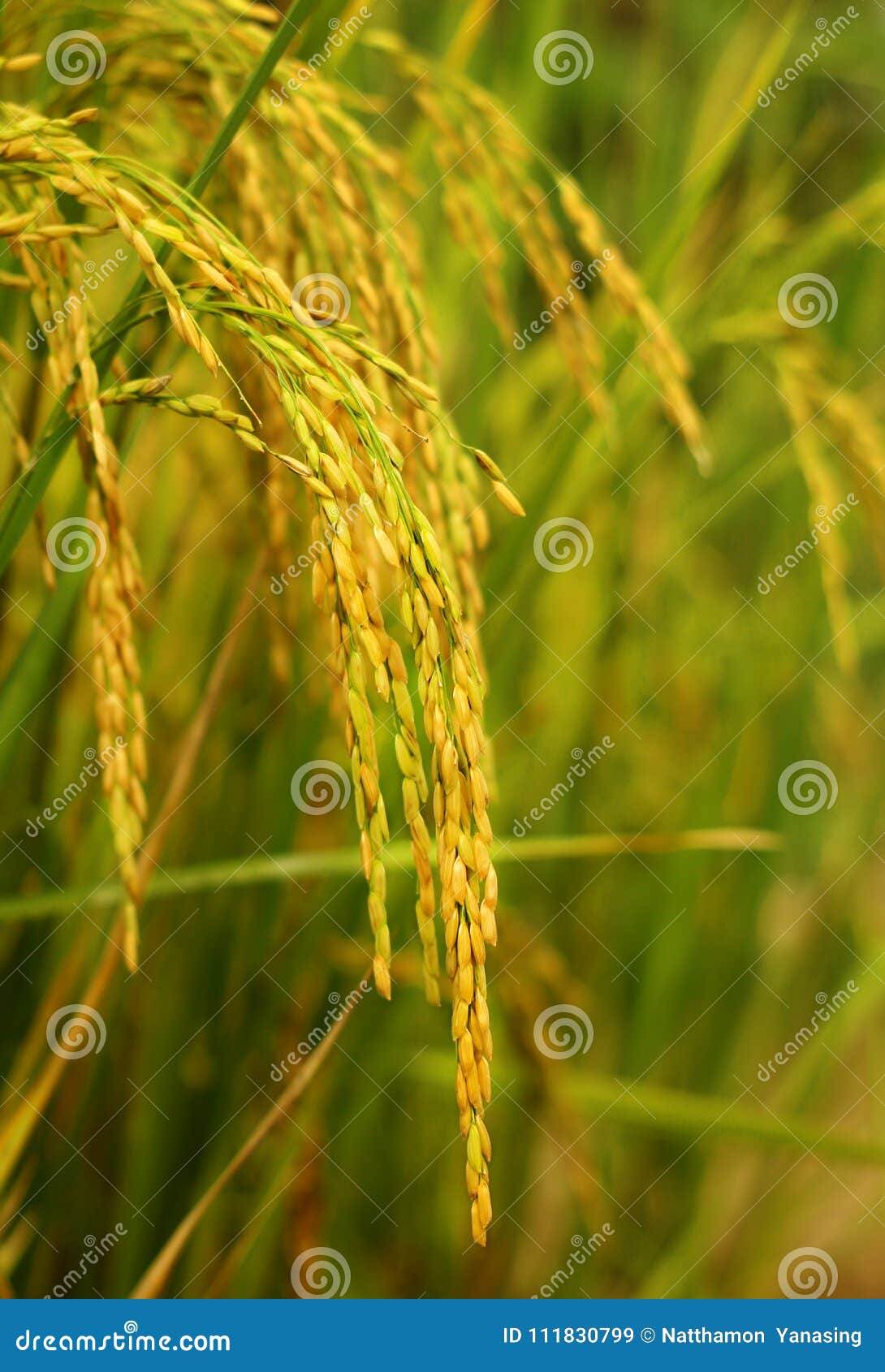Rice Field with Blurred Background. Stock Image - Image of earth ...