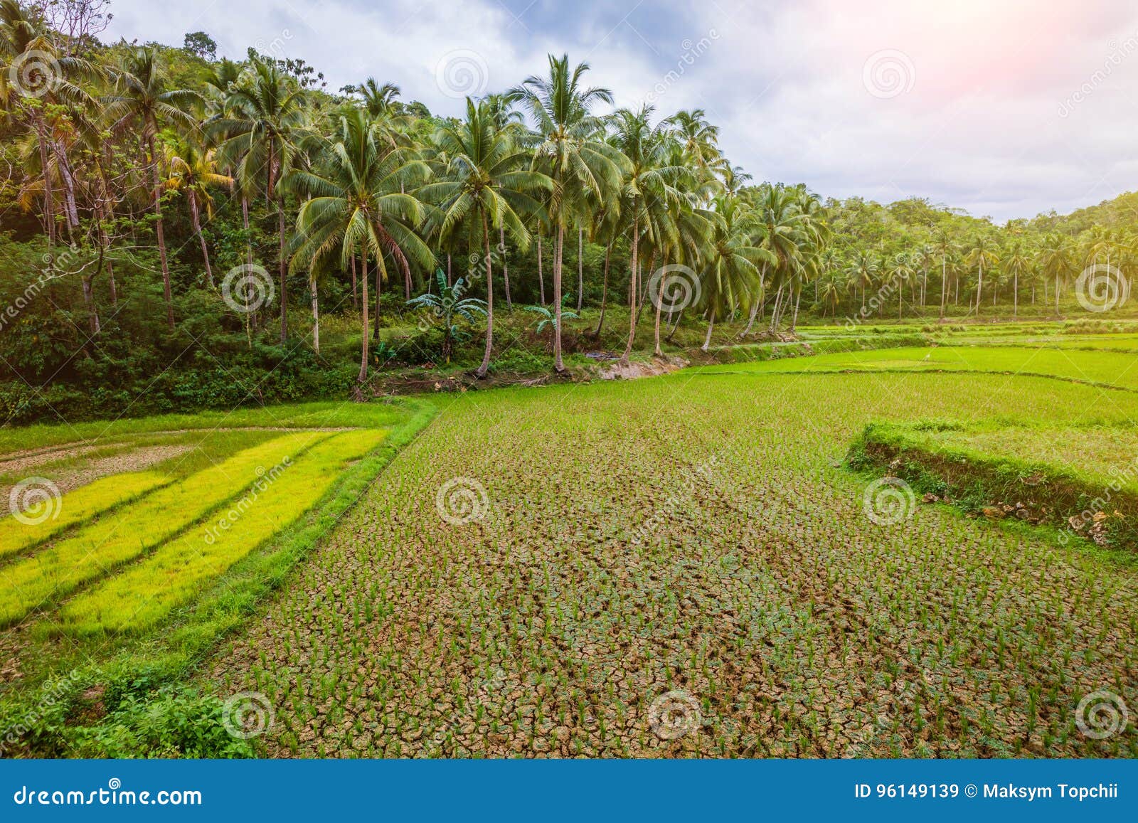 Rice Field on Bohol, Philippines Stock Image - Image of asia ...