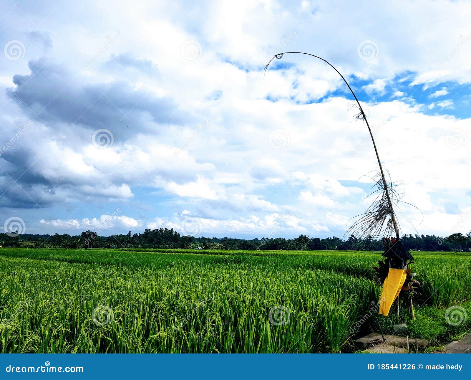 Rice field bongkasa 1 stock photo. Image of field, rice - 185441226