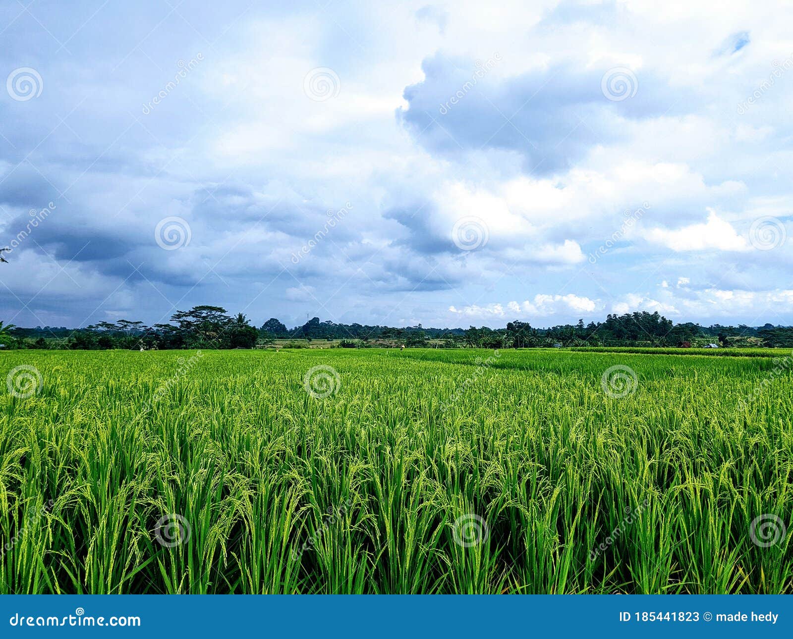 Rice field bongkasa 3 stock image. Image of cloud, meadow - 185441823