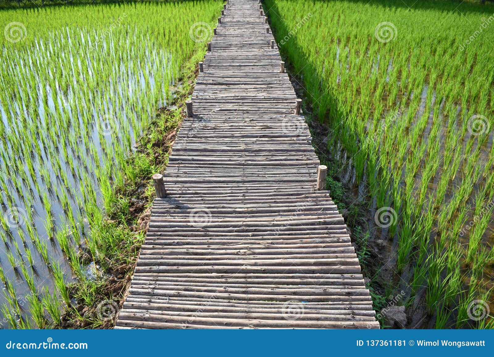 Rice field stock image. Image of built, wood, bridge - 137361181