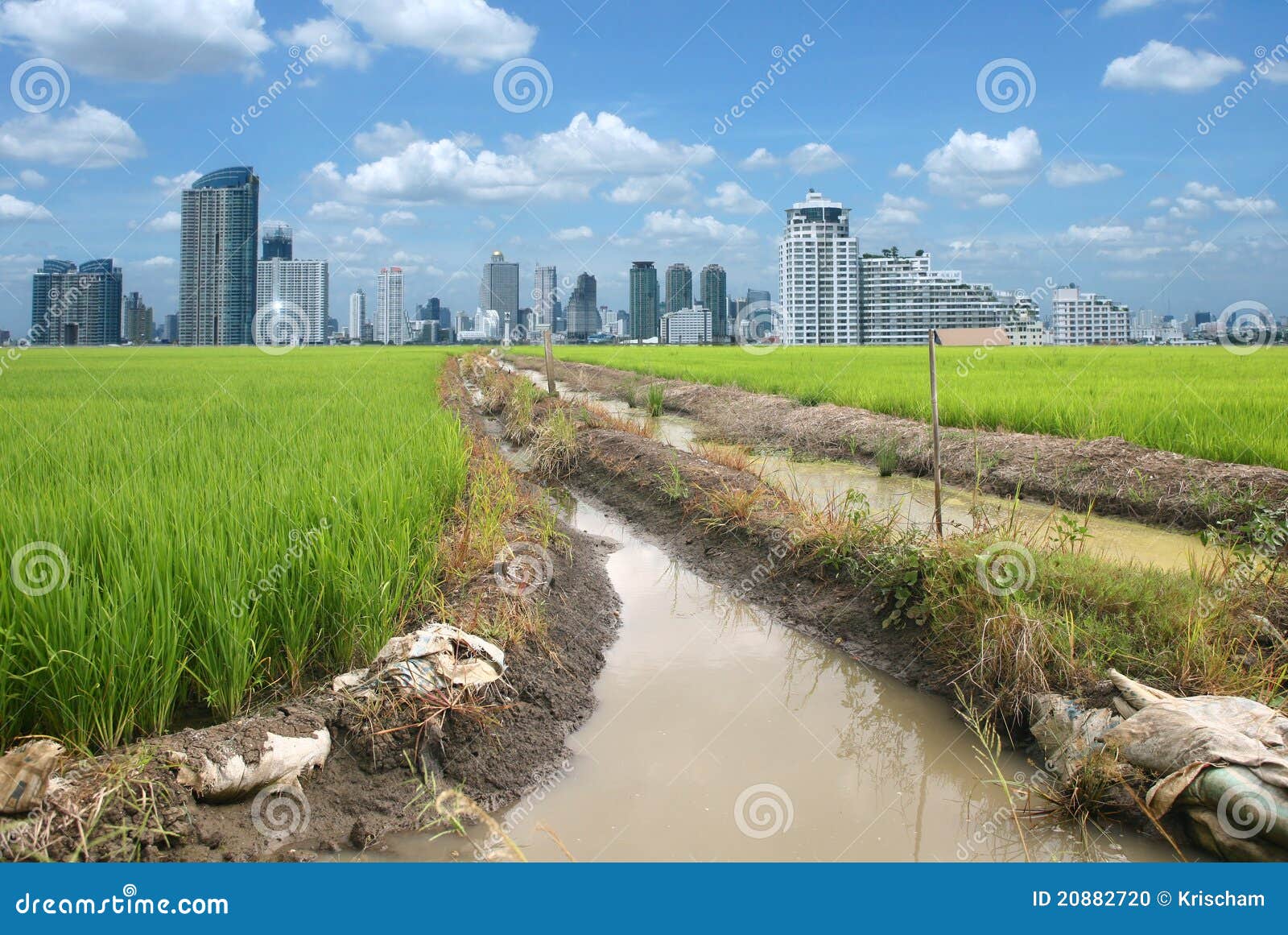 Rice field buildings stock photo. Image of outdoor, grunge - 20882720