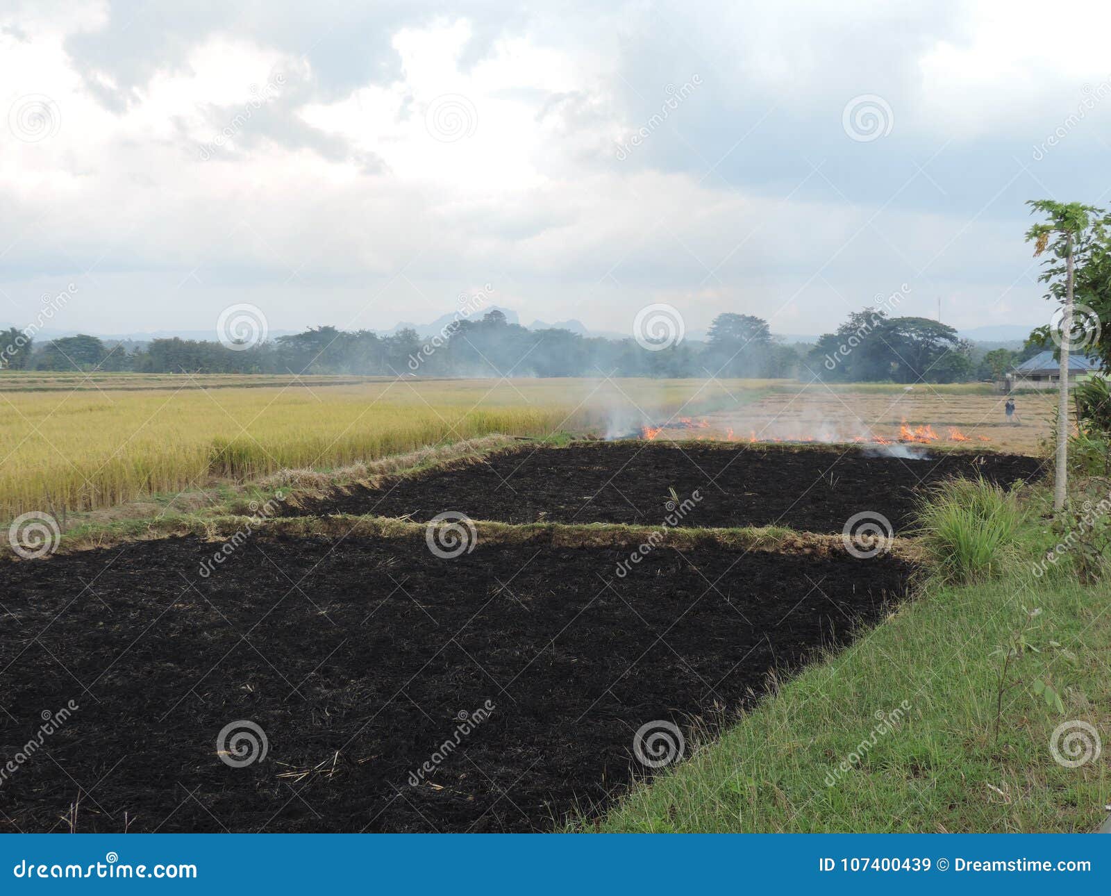 Rice Field Burning after Harvesting. Stock Image - Image of stubble ...