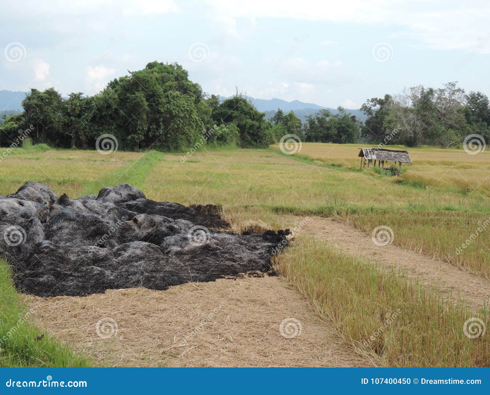 Rice Field Burning after Harvesting. Stock Photo - Image of harvesting ...