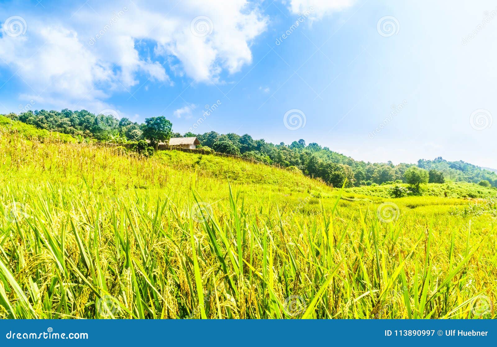 Rice Field with Cabin by Chiang Rai - Thailand Stock Image - Image of ...