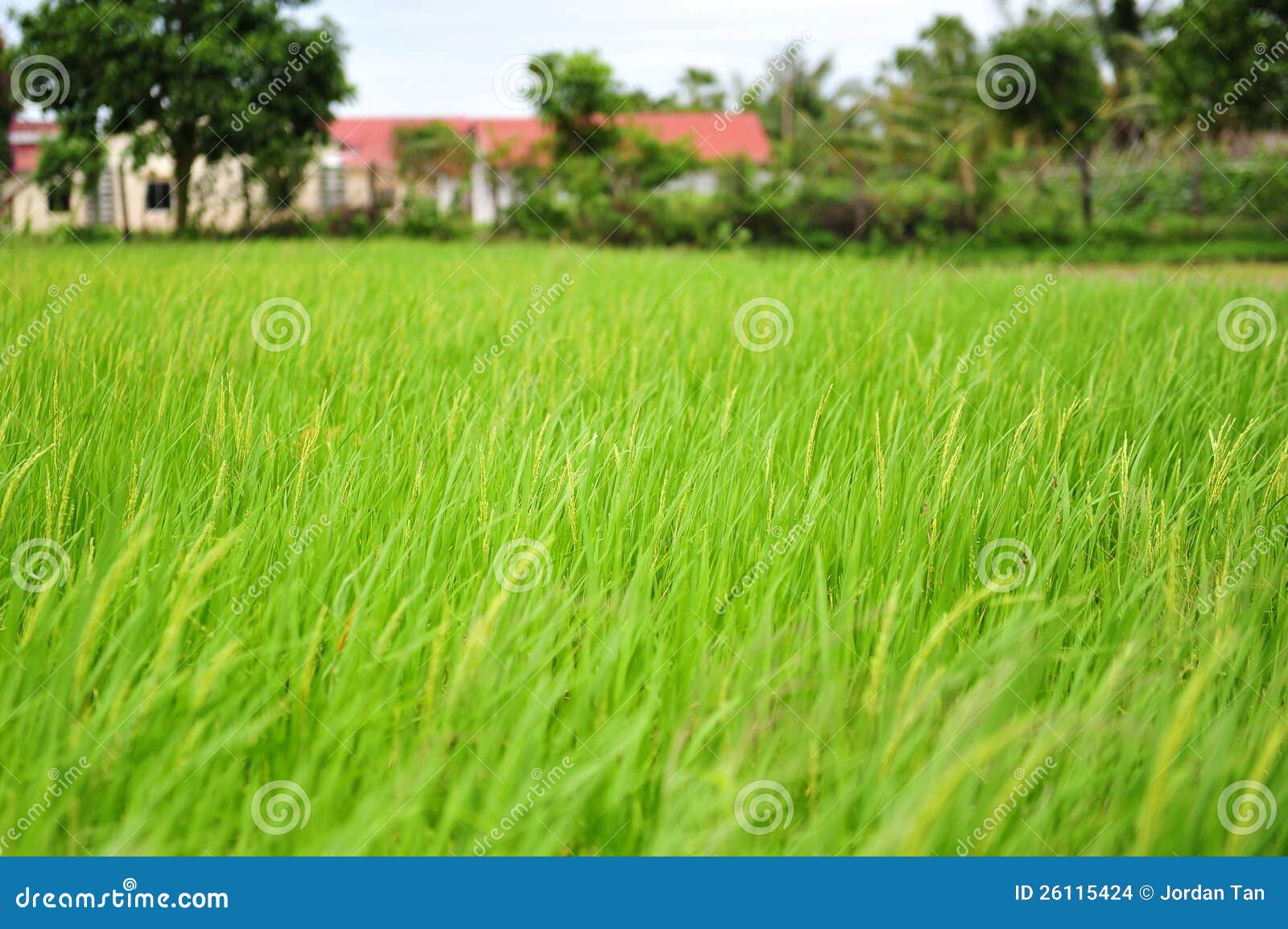 Rice field in Cambodia stock photo. Image of crop, industry - 26115424