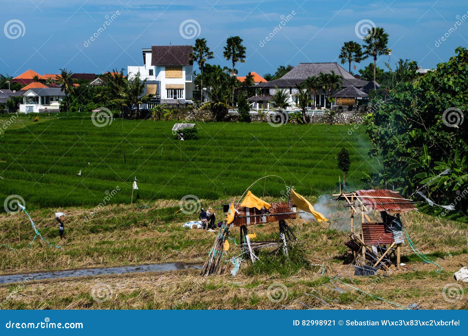 Rice field in Canggu stock image. Image of farming, people - 82998921