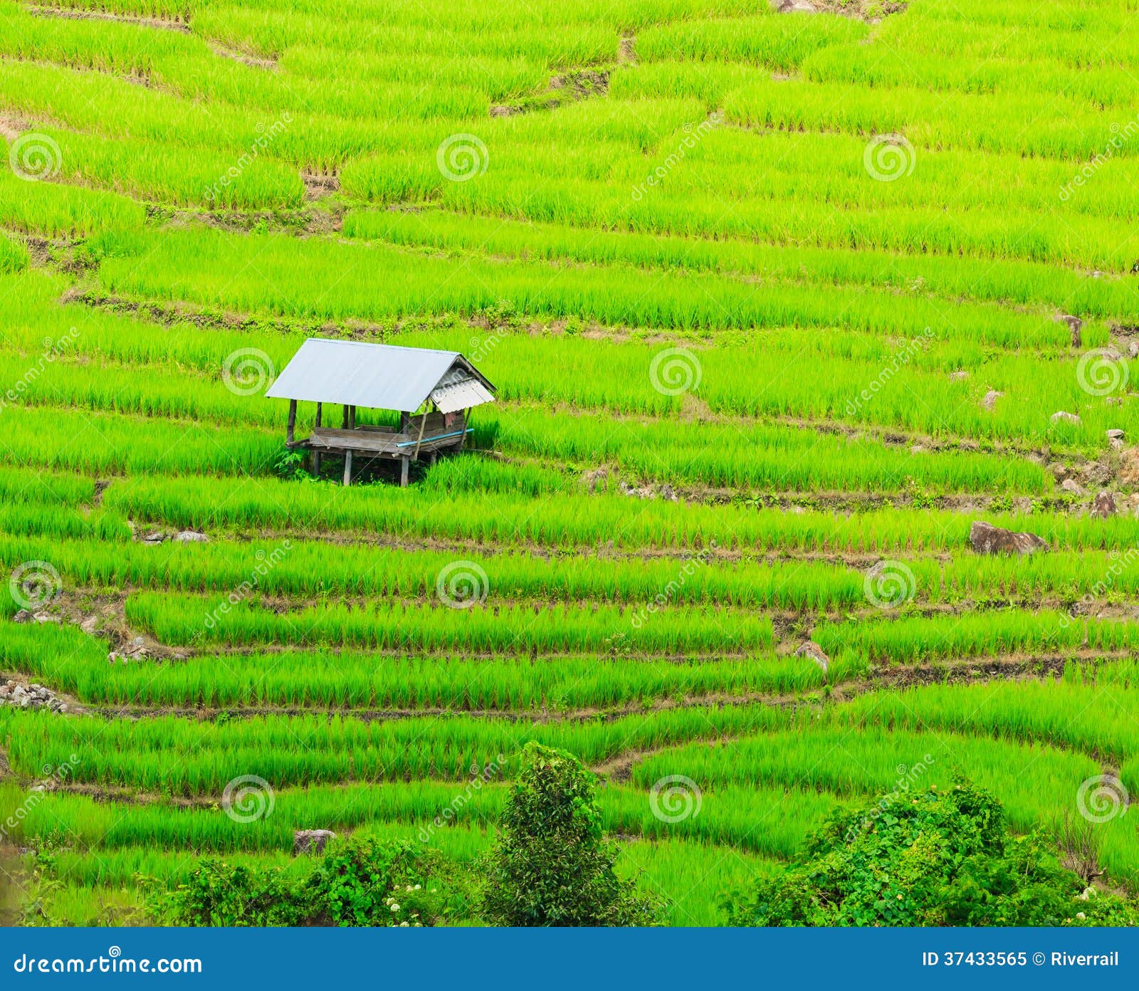 Rice field stock image. Image of hill, growing, cultivation - 37433565