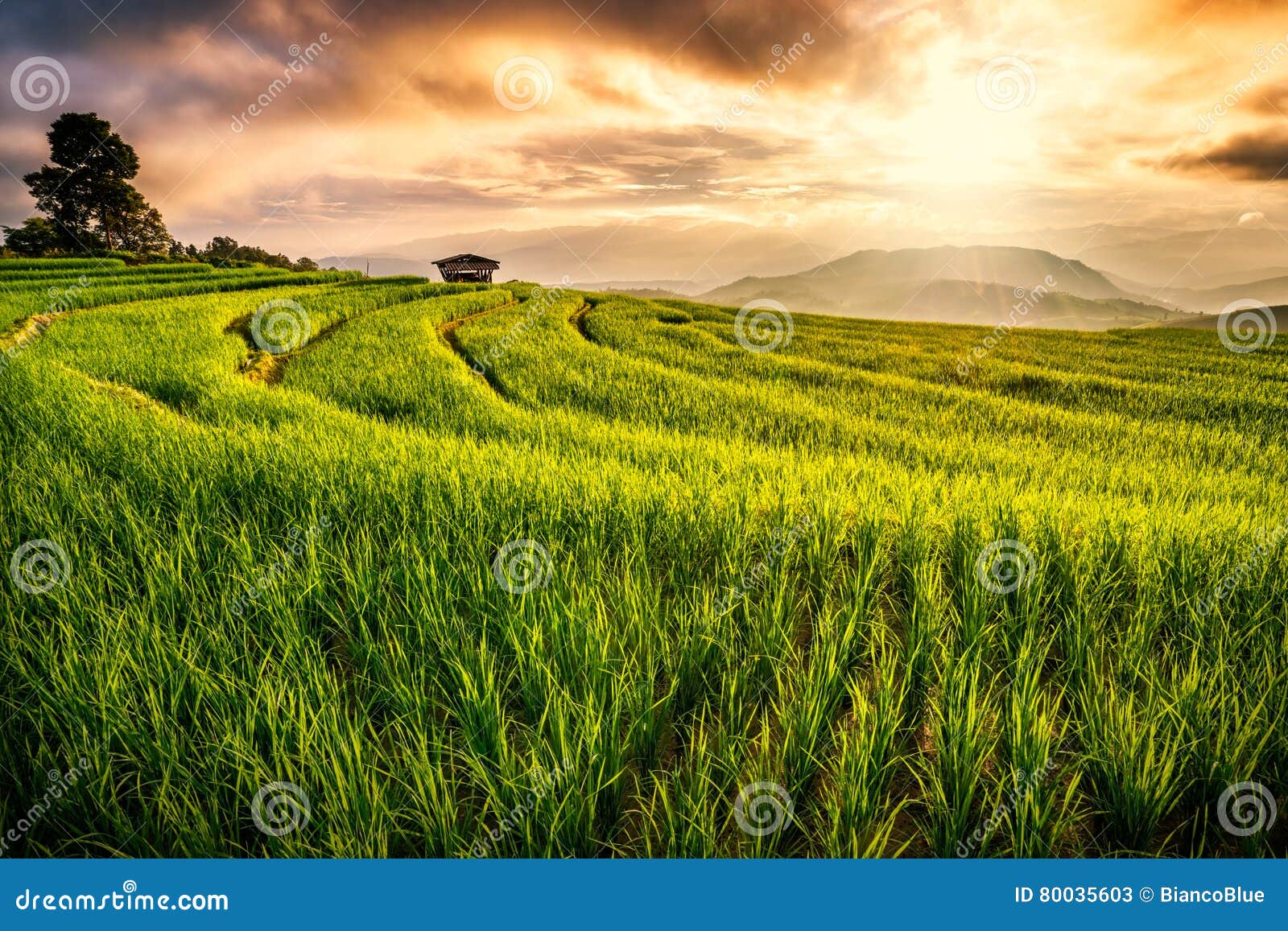 Rice field in Chiang Mai stock image. Image of farmer - 80035603