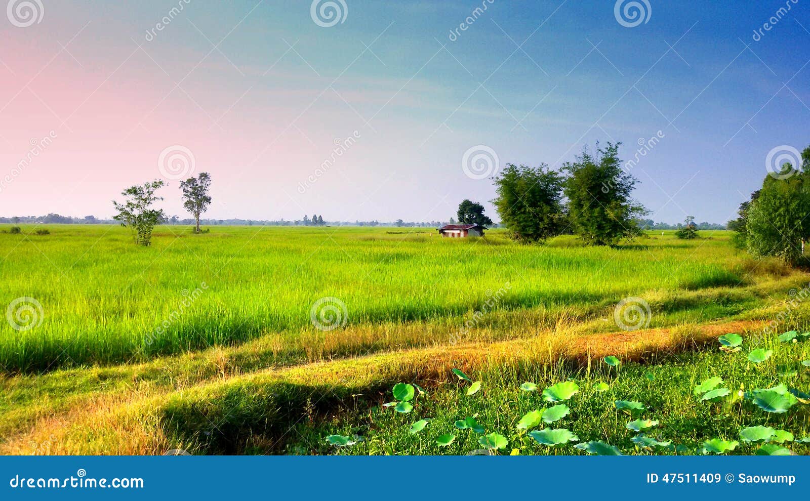 Rice Field and Clear Sky. View Nature Background. Stock Image - Image ...