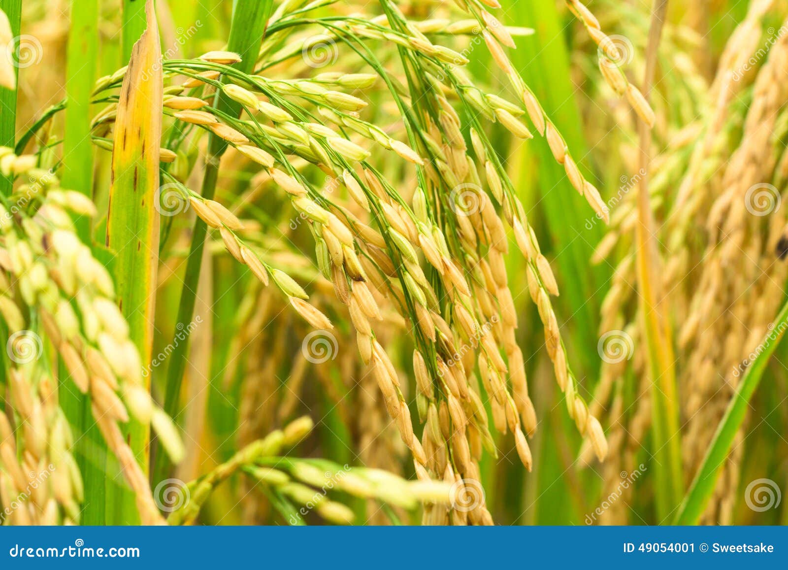 Rice field stock image. Image of colorful, beautiful - 49054001