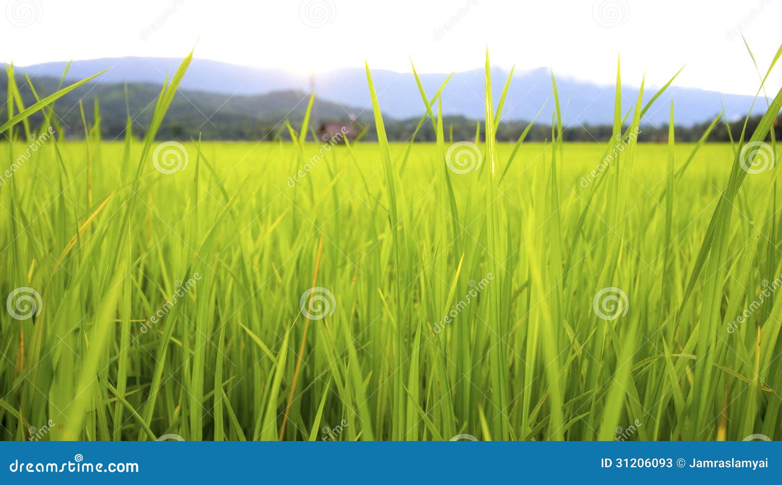 RICE FIELD stock image. Image of sprout, agriculture - 31206093