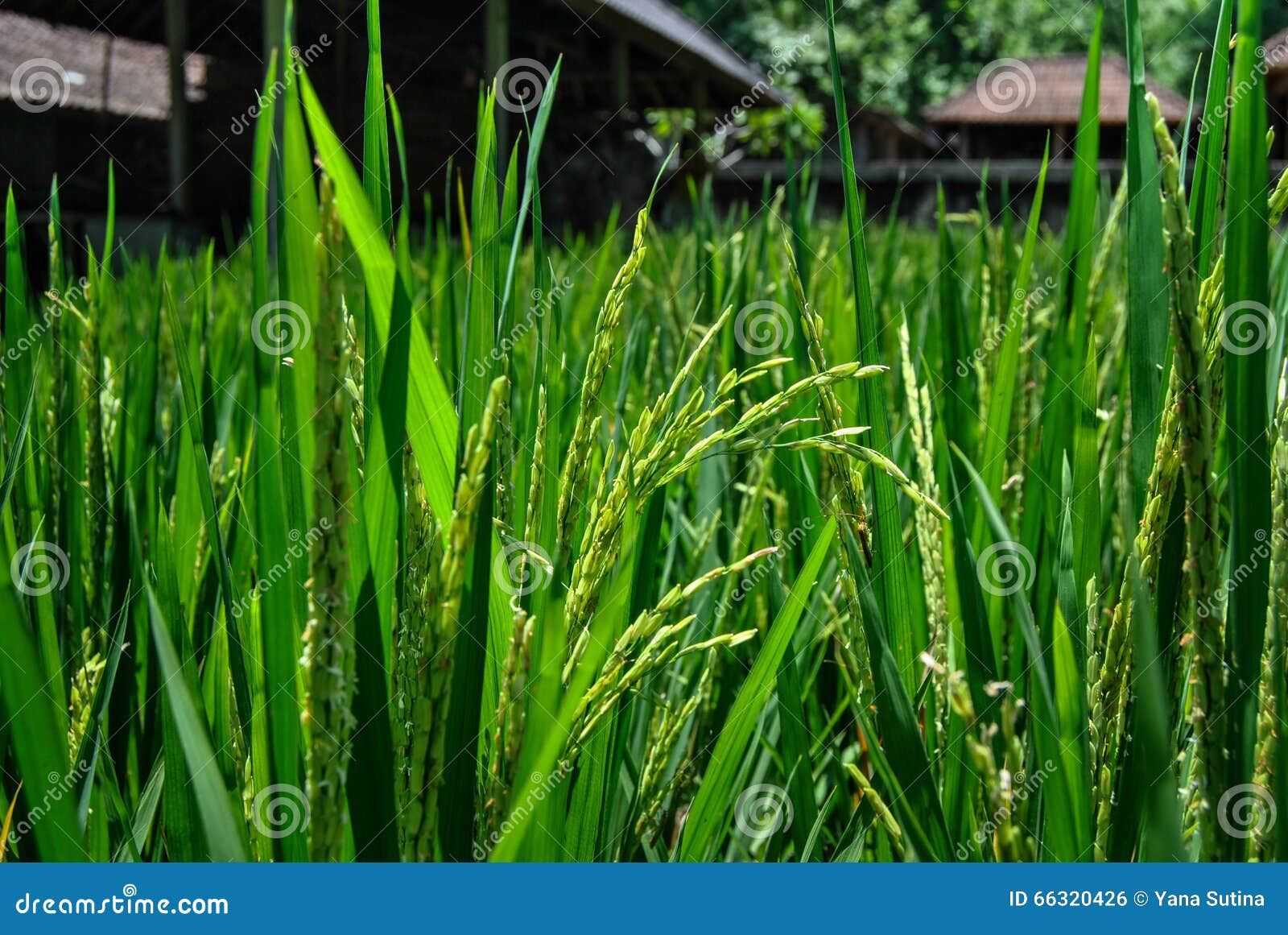 Rice field. Close up. stock photo. Image of farming, growth - 66320426