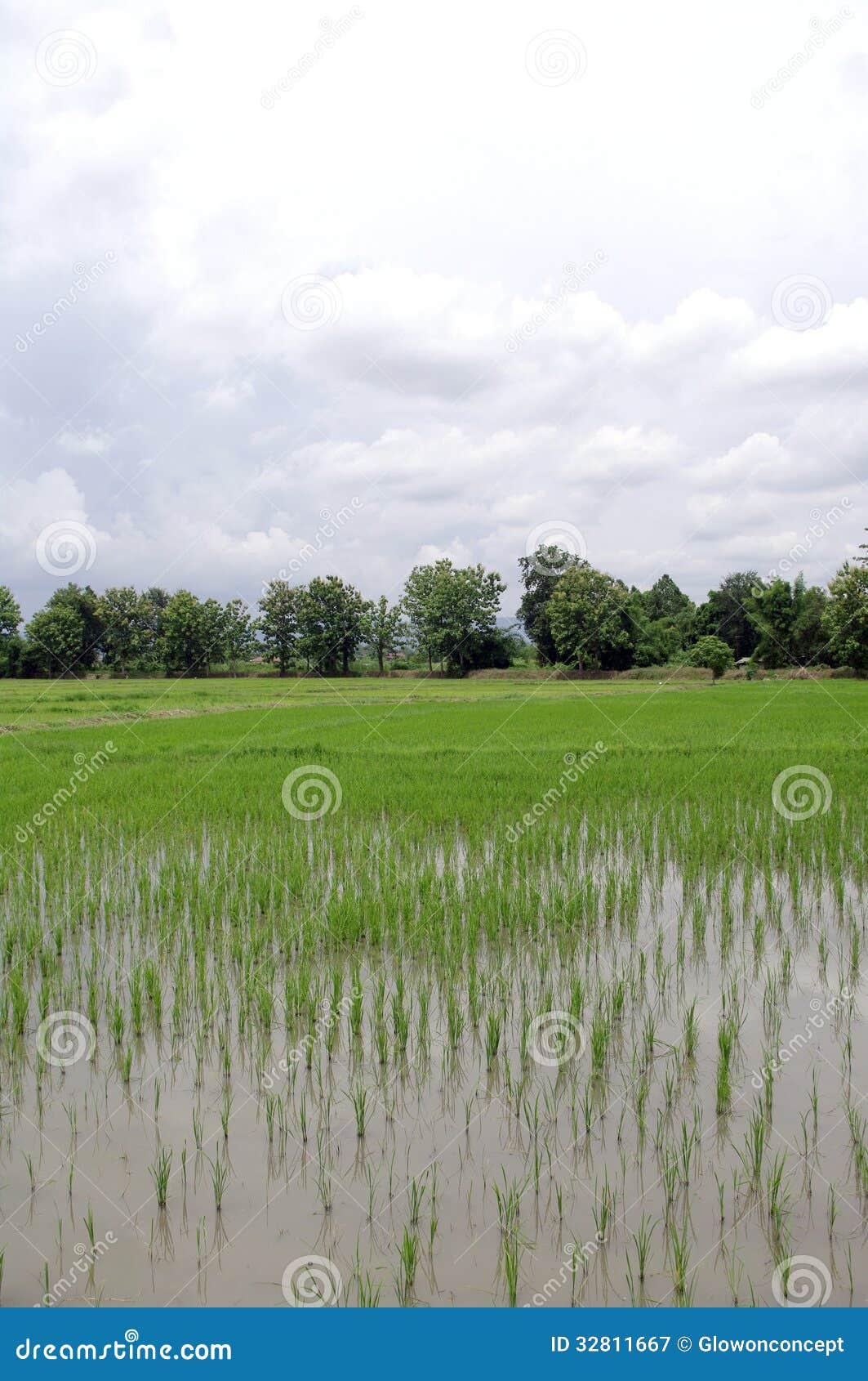 Rice Field Close Up and Sky Stock Image - Image of crop, earth: 32811667