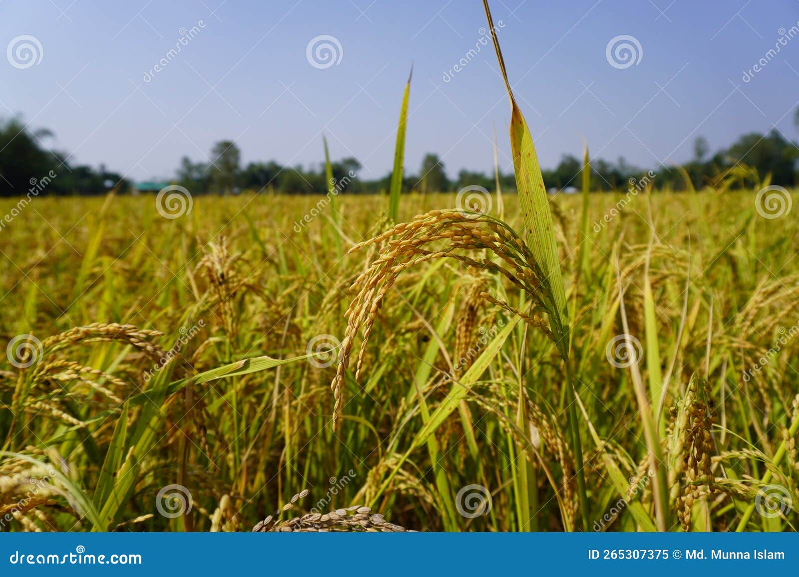 Rice Field Closeup. Beautiful Rice Field in Front of Ban Gioc Waterfall ...