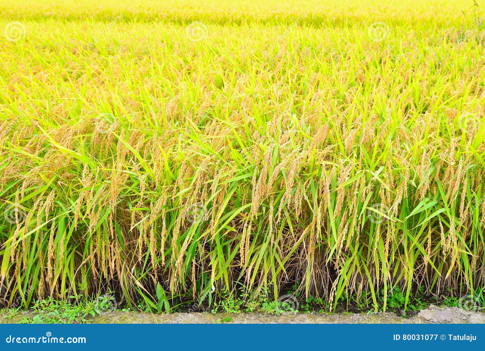 Rice Field Closeup, Ready for the Harvest Stock Image - Image of food ...