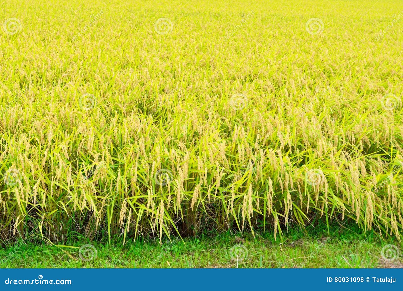 Rice Field Closeup, Ready for the Harvest Stock Photo - Image of autumn ...