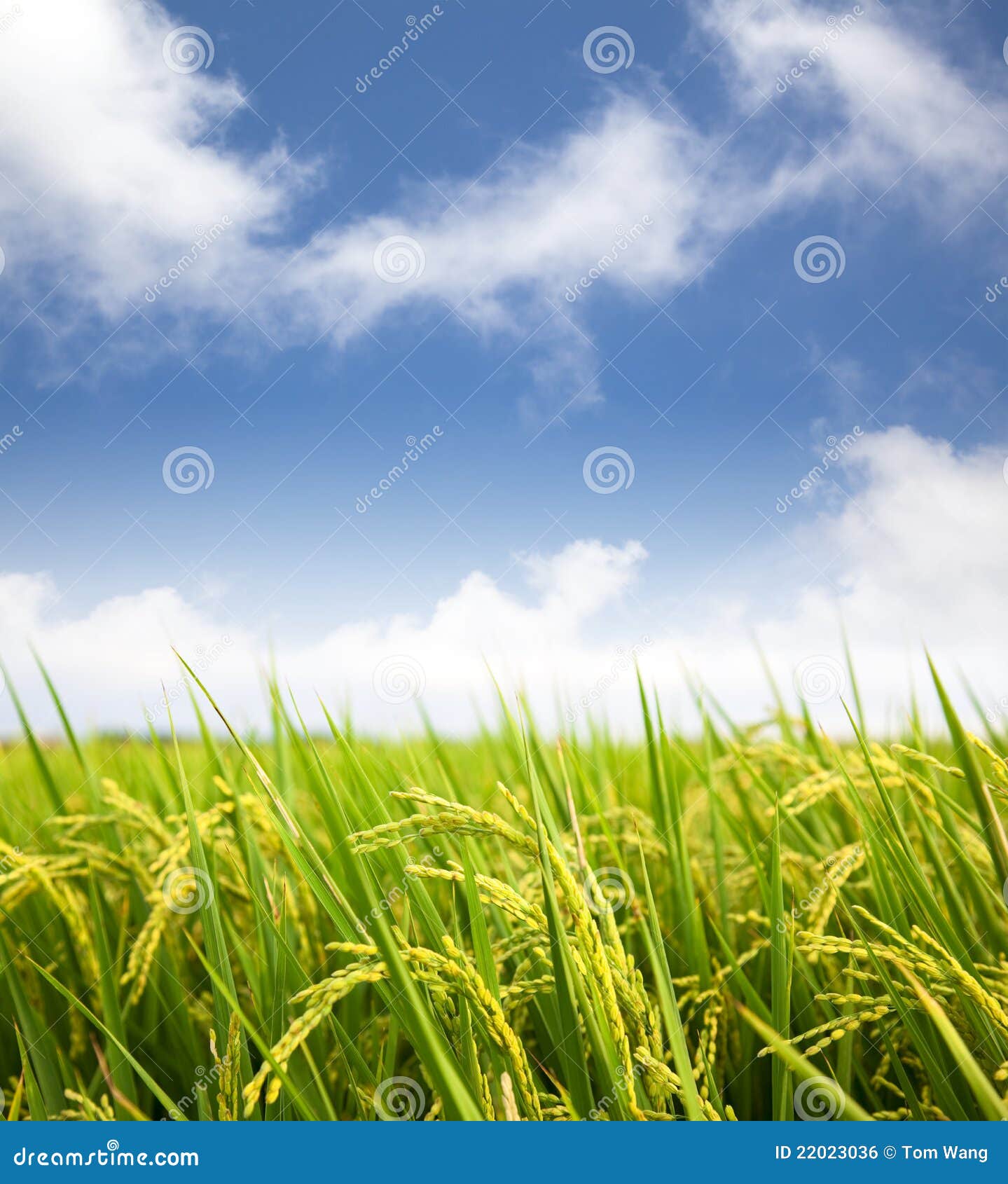 Rice field with cloud stock photo. Image of countryside - 22023036