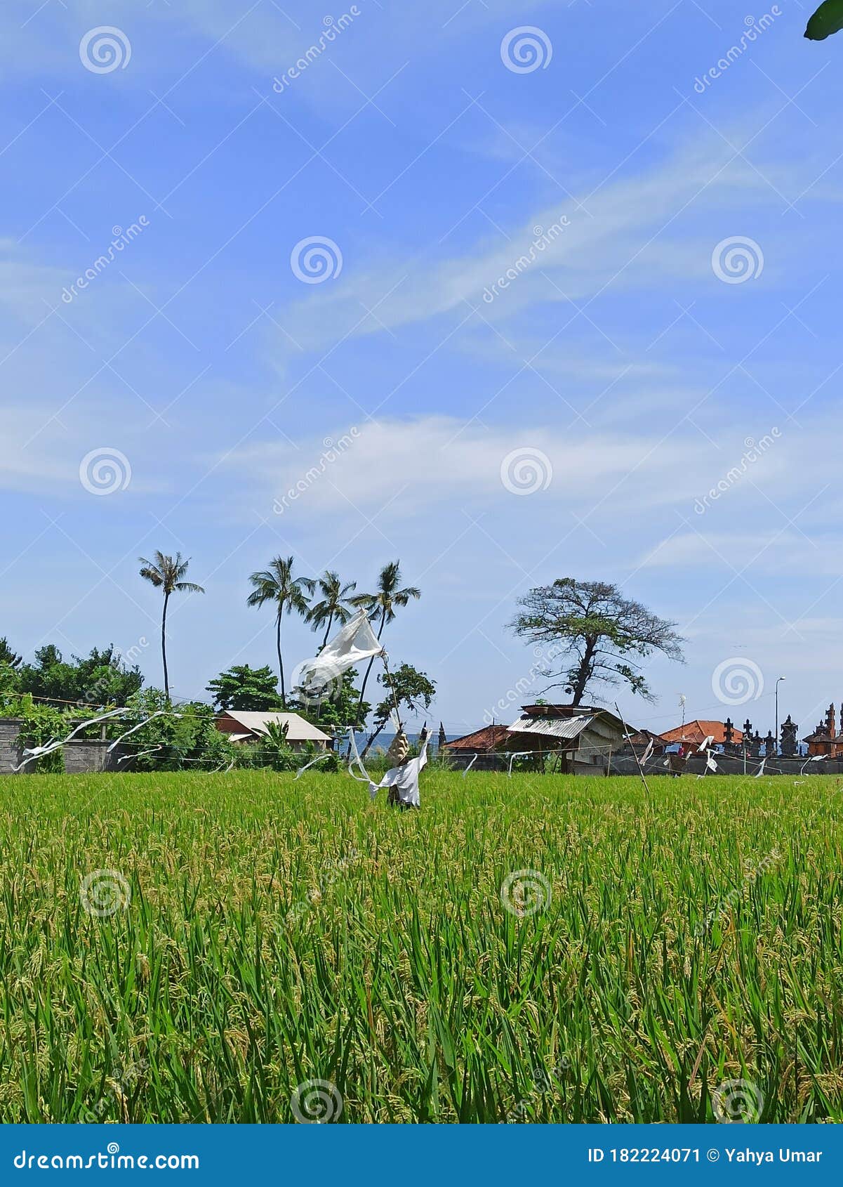Rice field and clouds stock image. Image of lawn, landscape - 182224071