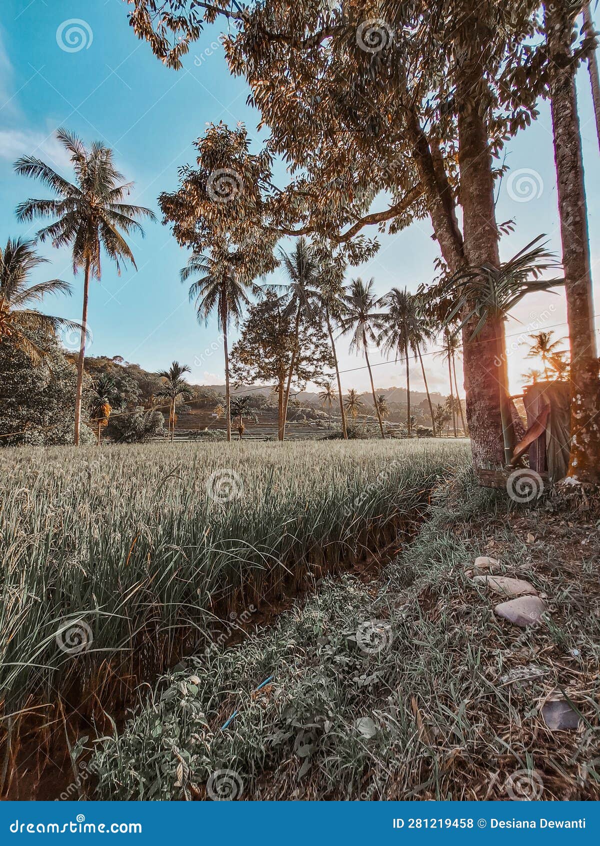 The Rice Field and Coconut Tree at Noon Stock Photo - Image of tree ...