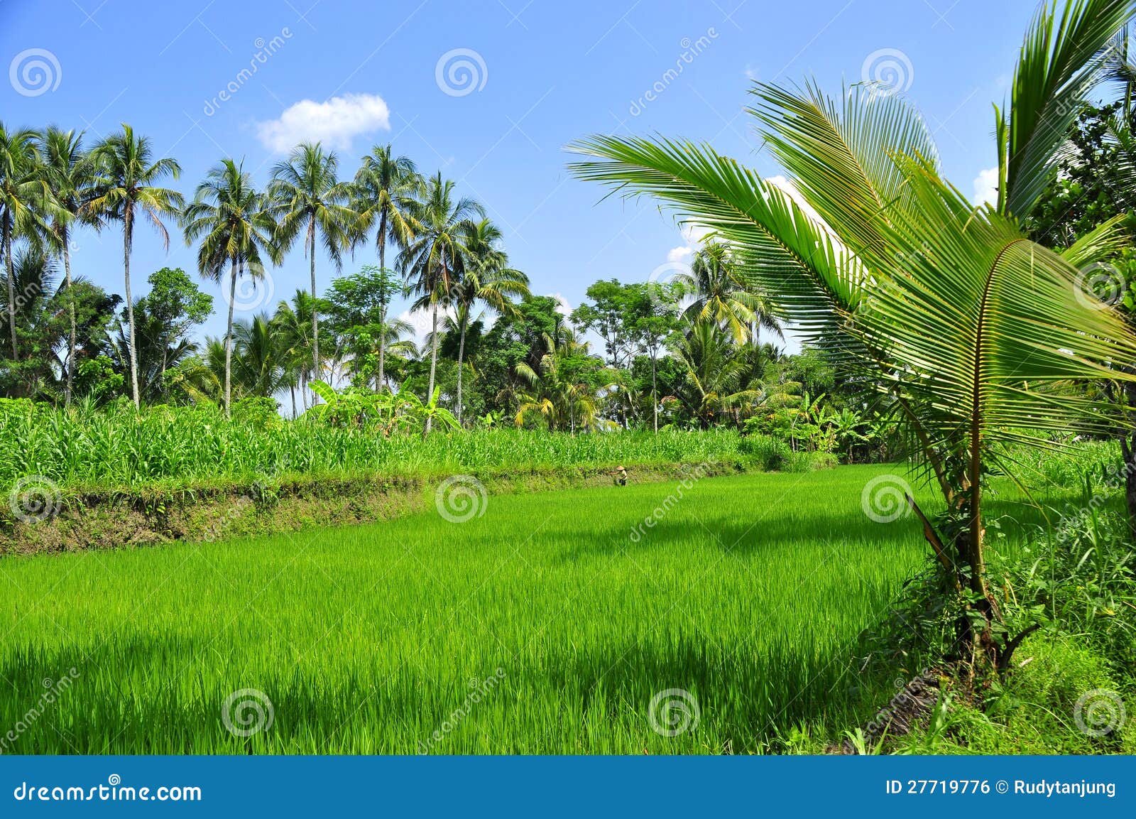 Rice Field and Coconut Trees Editorial Photo - Image of environment ...