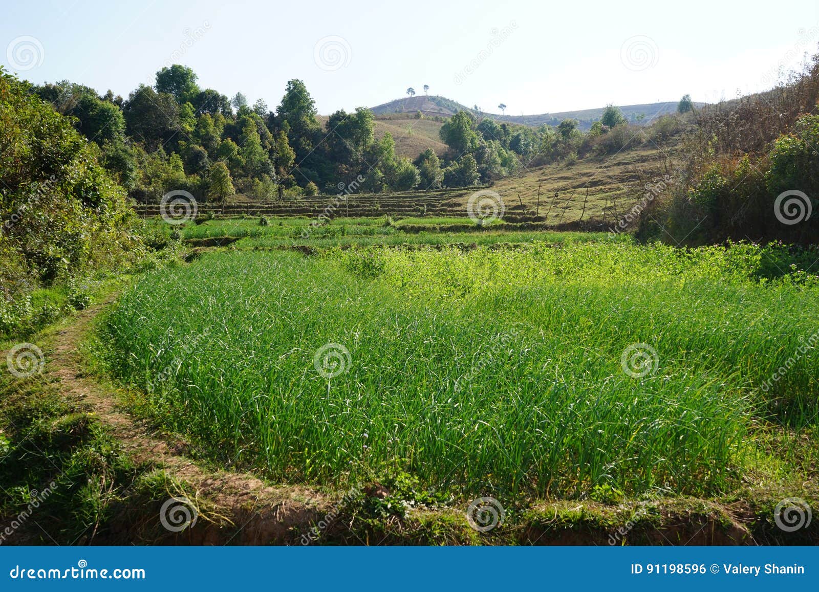 Rice field stock photo. Image of grass, land, myanmar - 91198596
