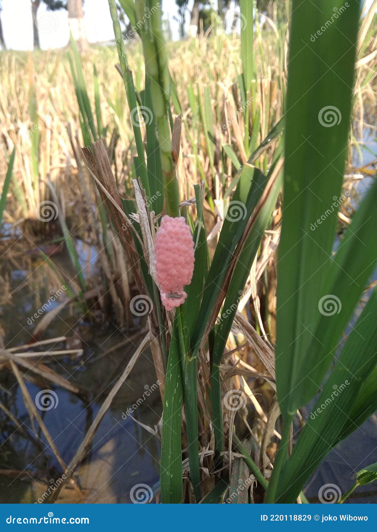 Rice field conch eggs stock image. Image of flower, produce - 220118829