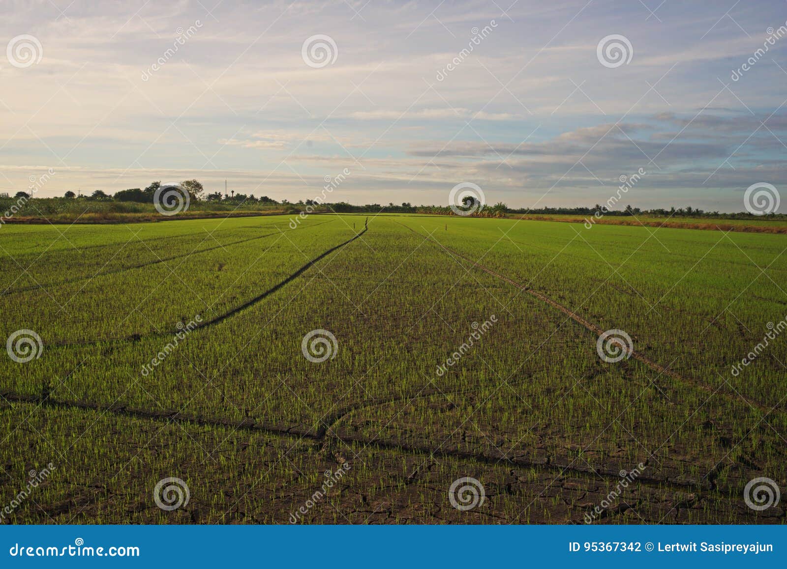 Rice In Bad Condition Caused By Insect And Pest Royalty-Free Stock ...