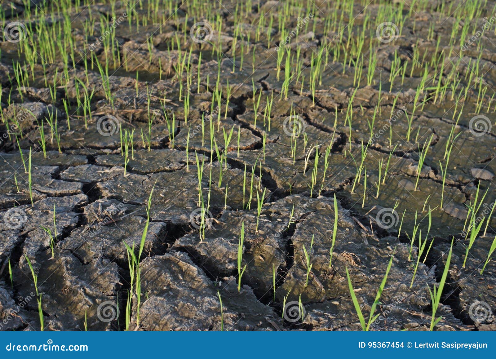 Rice field condition stock photo. Image of country, field - 95367454