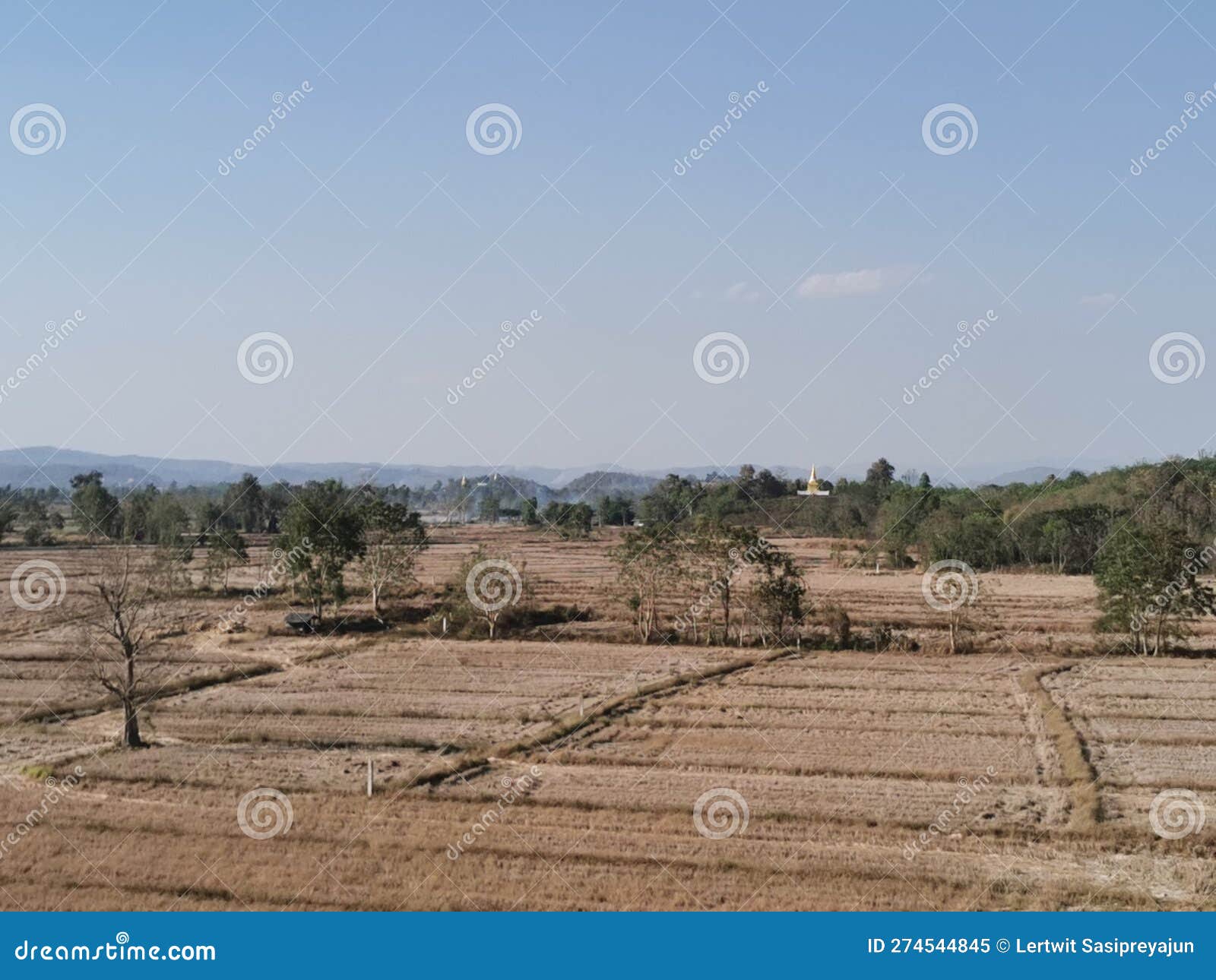 Rice In Bad Condition Caused By Insect And Pest Royalty-Free Stock ...