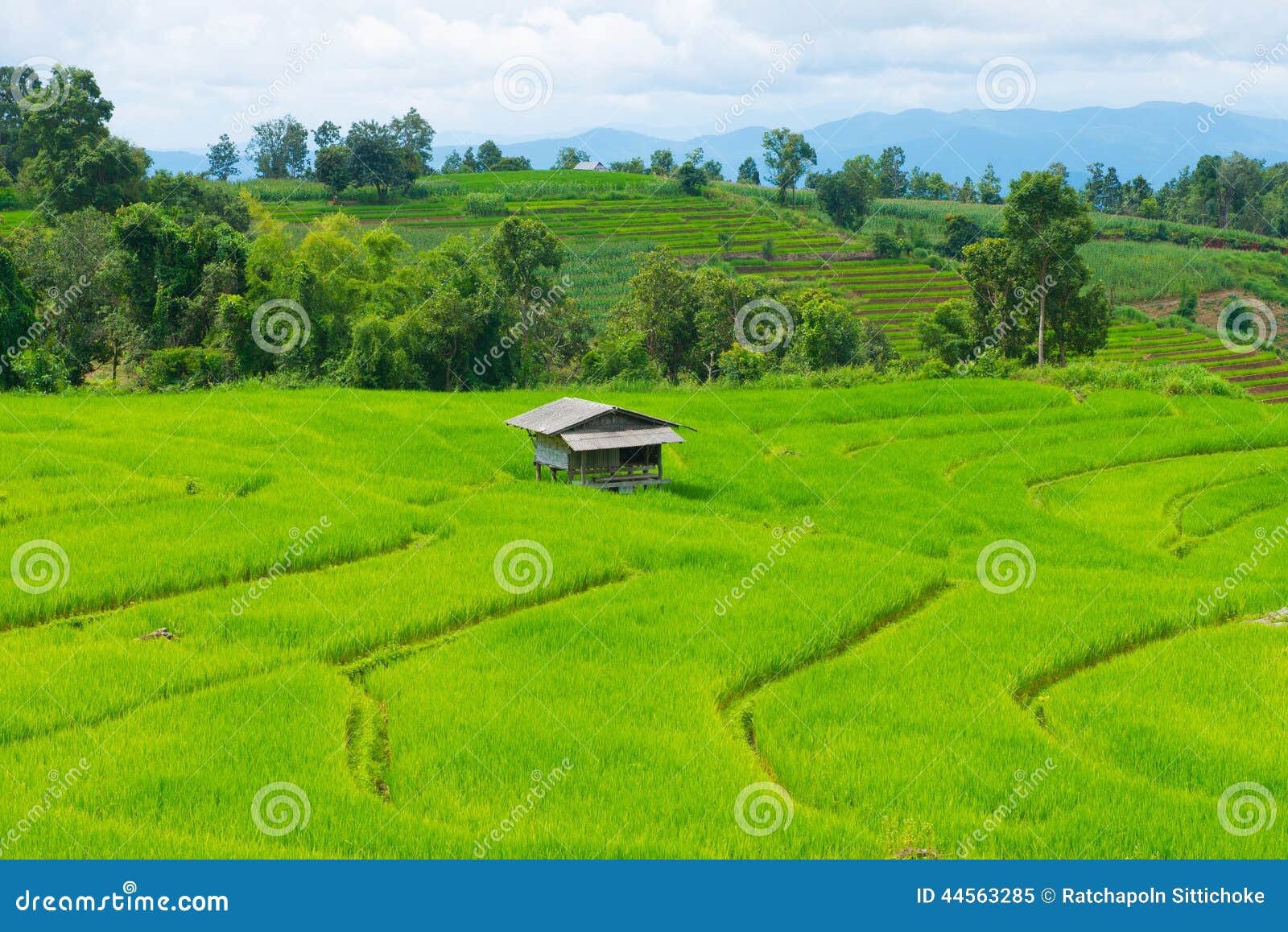 Rice Field with Cottage in Thailand Stock Image - Image of farmer ...