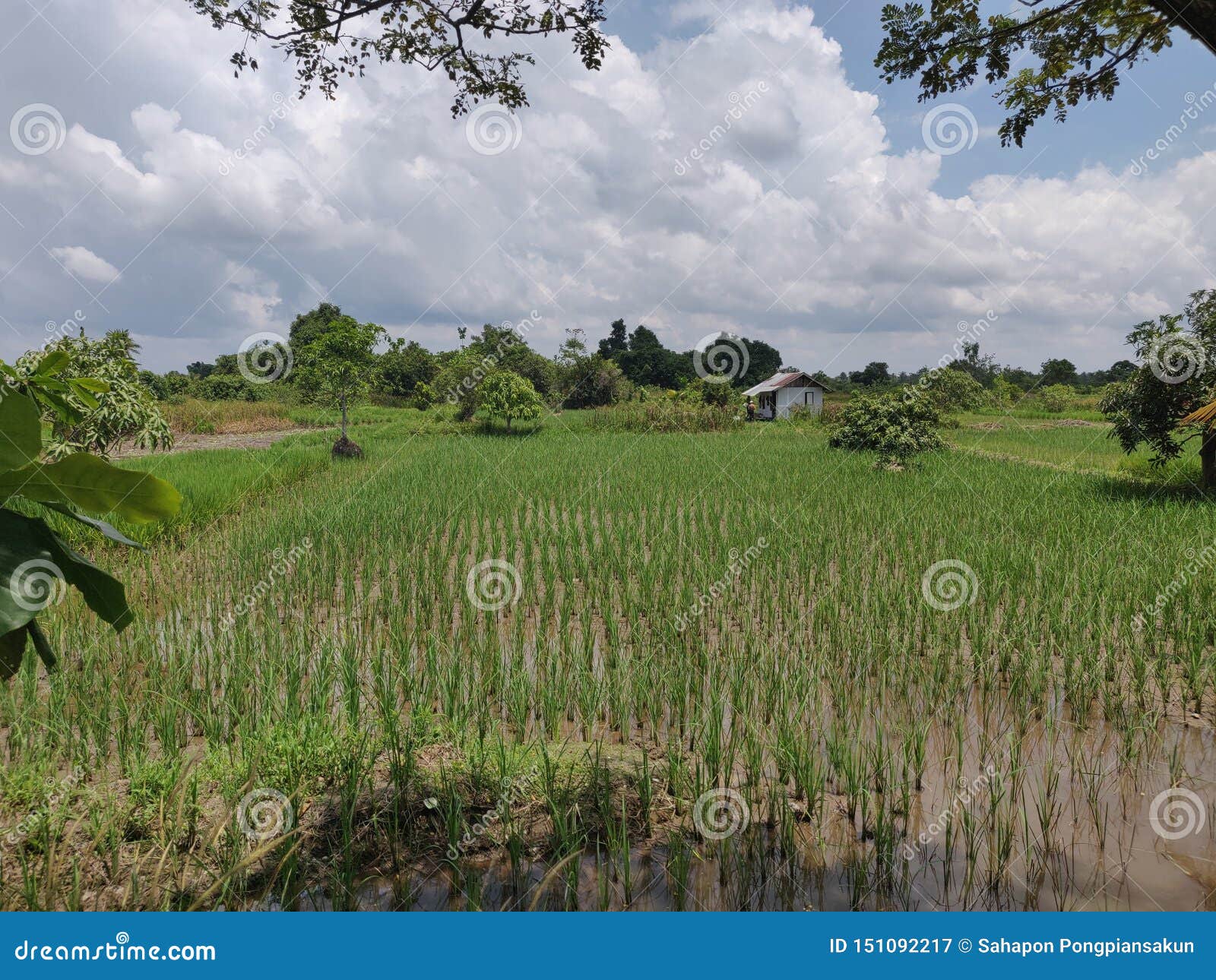 Rice Field in Countryside, Indonesia Stock Image - Image of grass ...