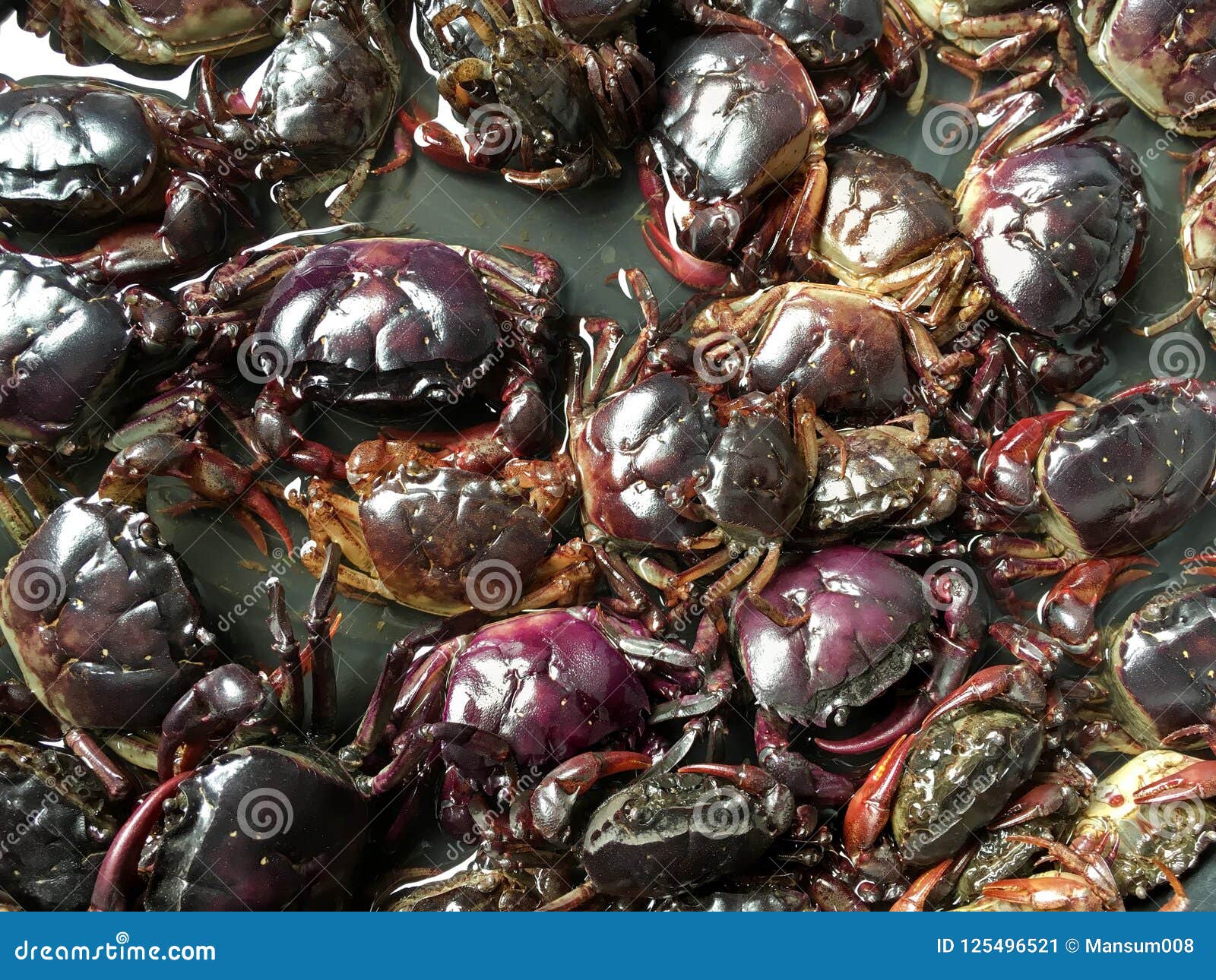 Rice field crab stock image. Image of field, close, nature - 125496521