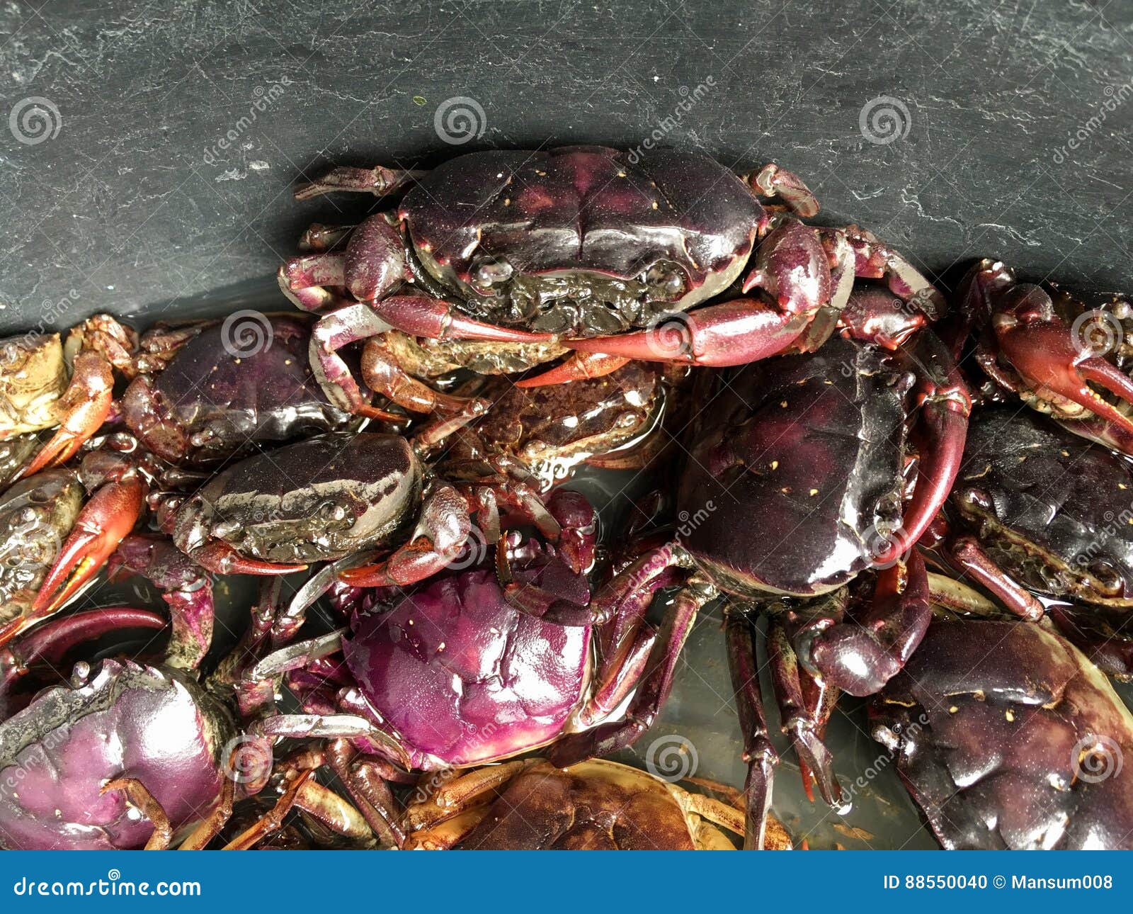Rice field crab stock photo. Image of closeup, crustacean - 88550040