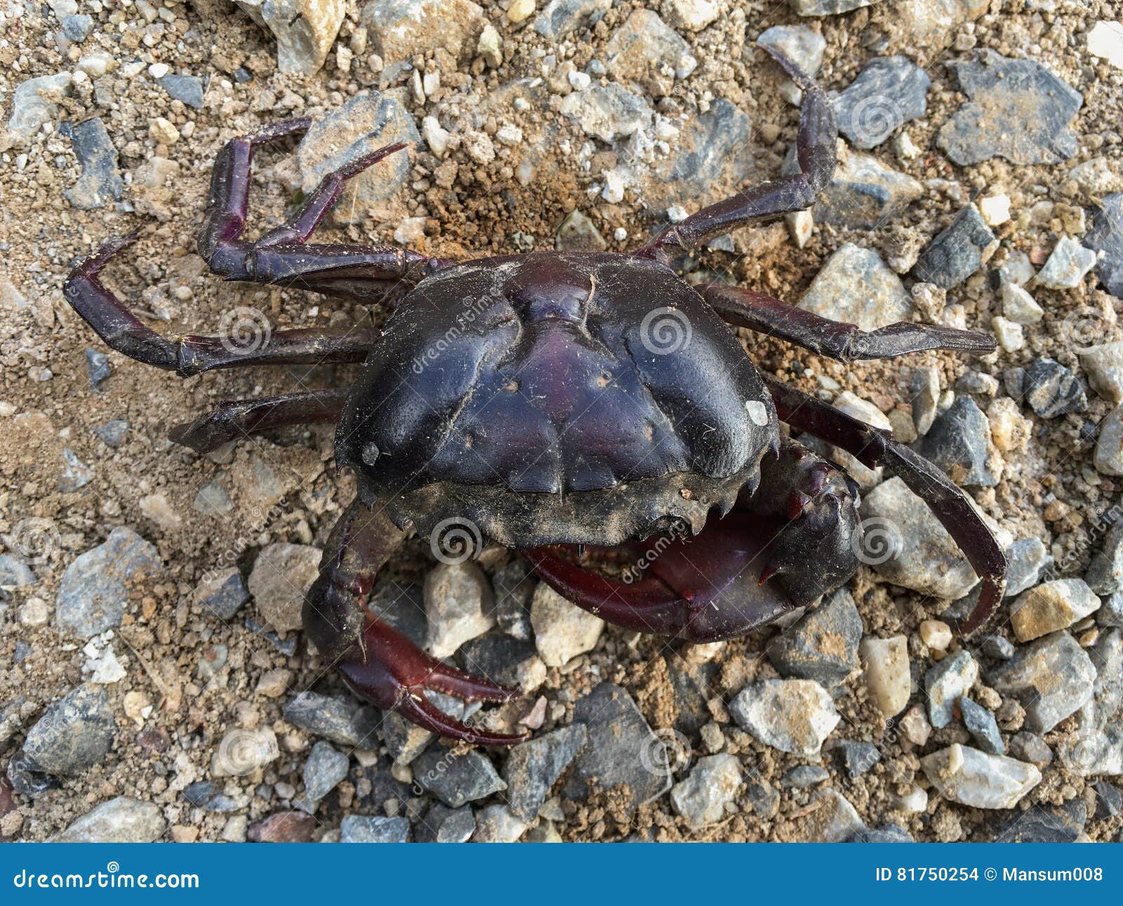 Rice field crab stock photo. Image of animal, fresh, nature - 81750254
