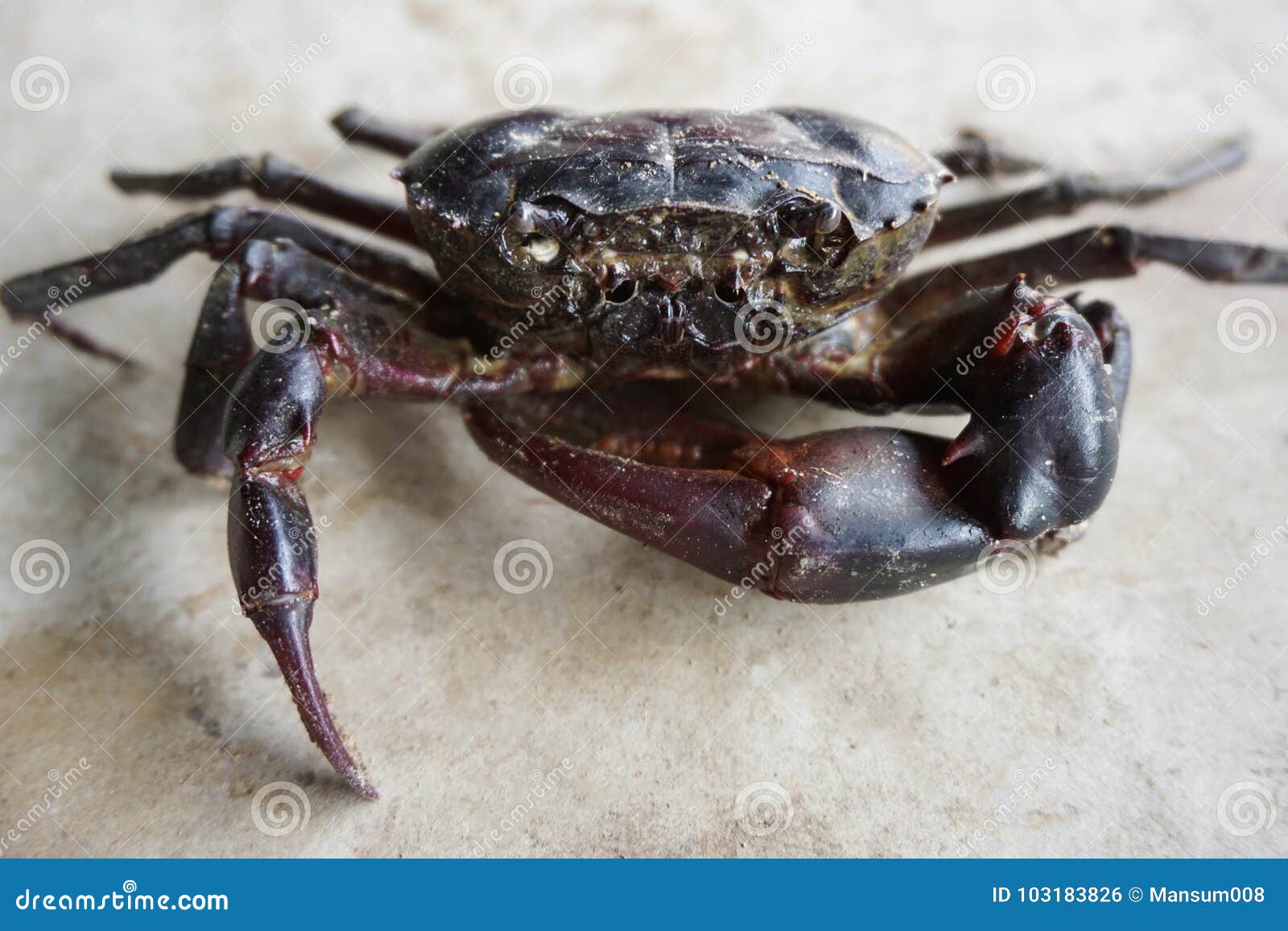 Rice field crab stock photo. Image of crustacean, nature - 103183826